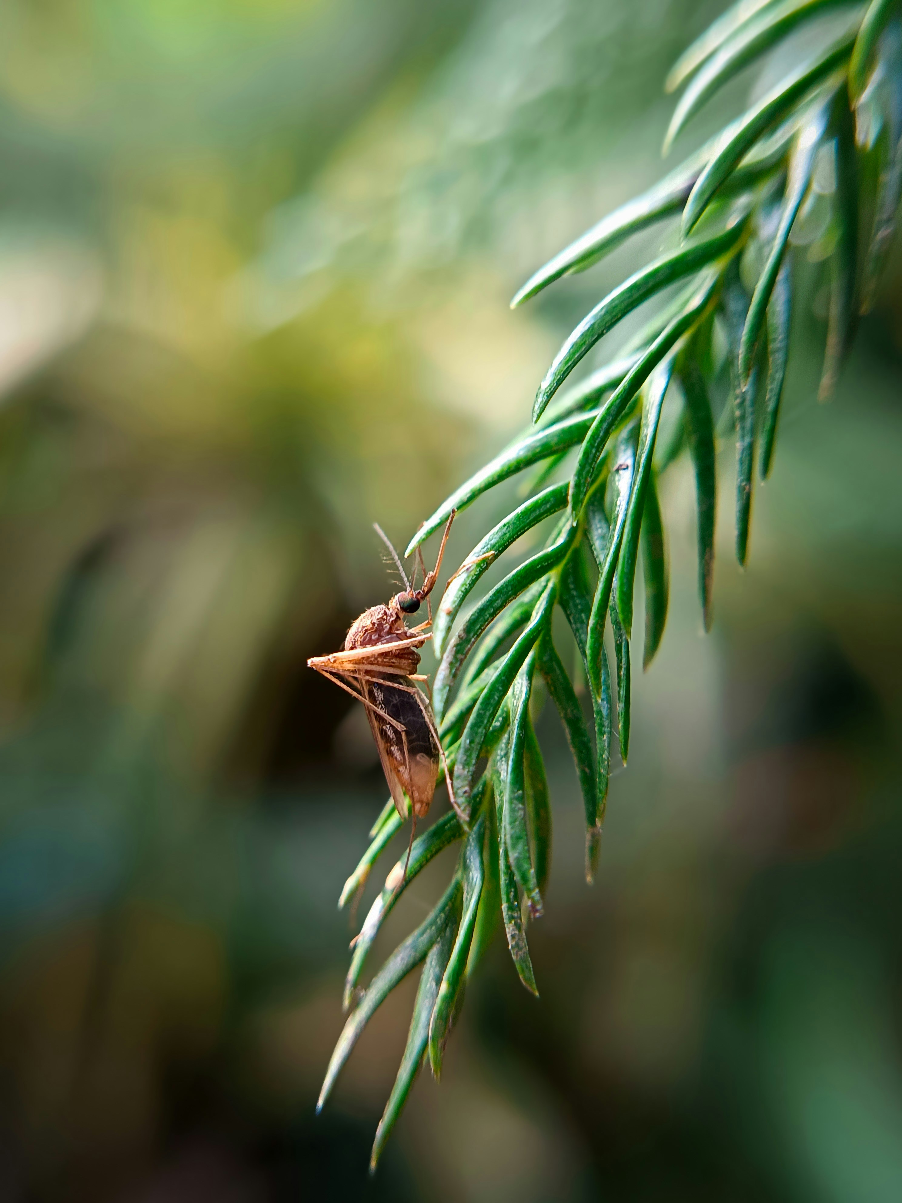 Close-up photograph of a small brown insect perched on a pine needle. The shallow depth of field creates a soft green bokeh background.