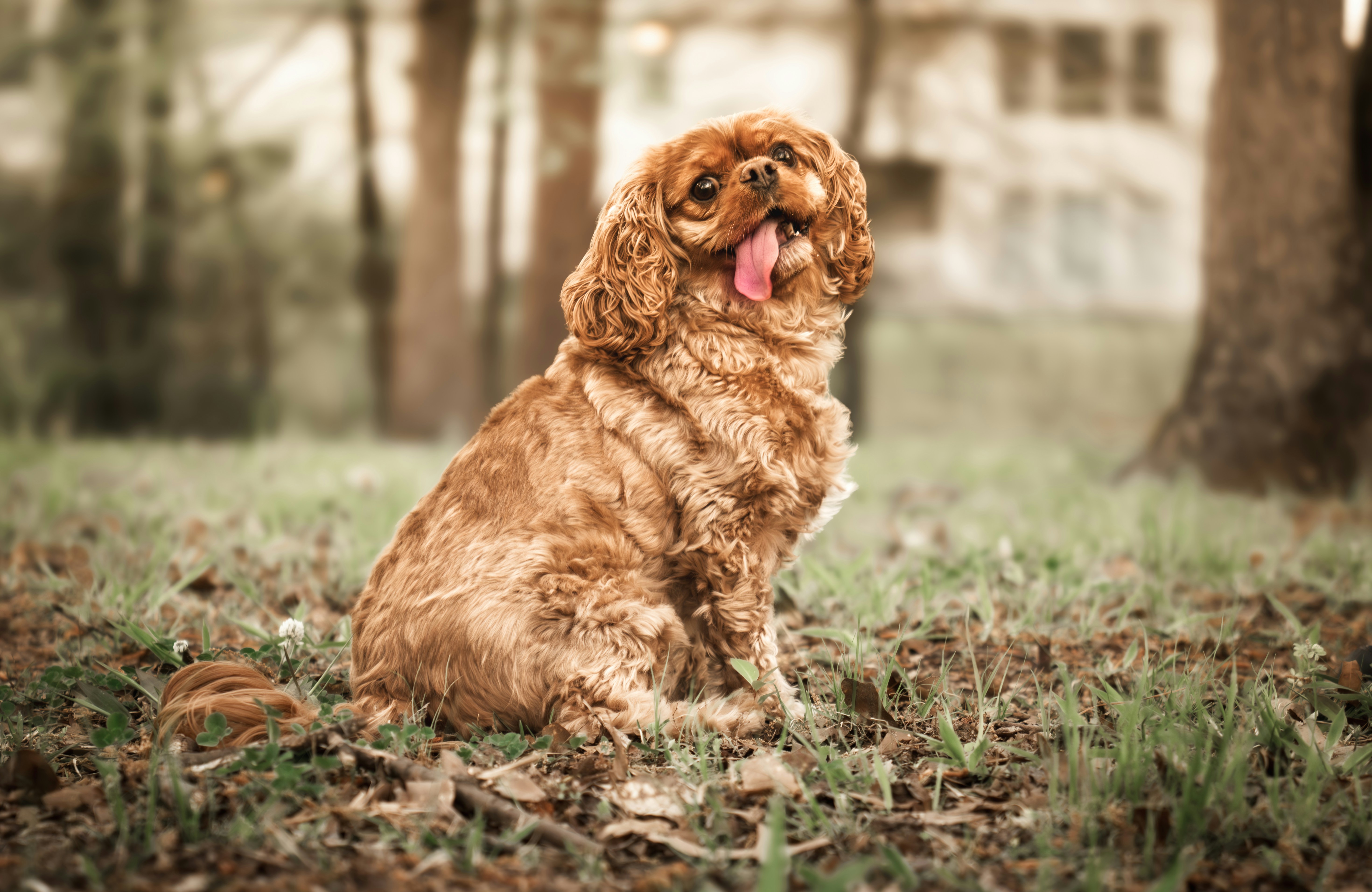 Candid Cocker Spaniel in a Golden Park Moment