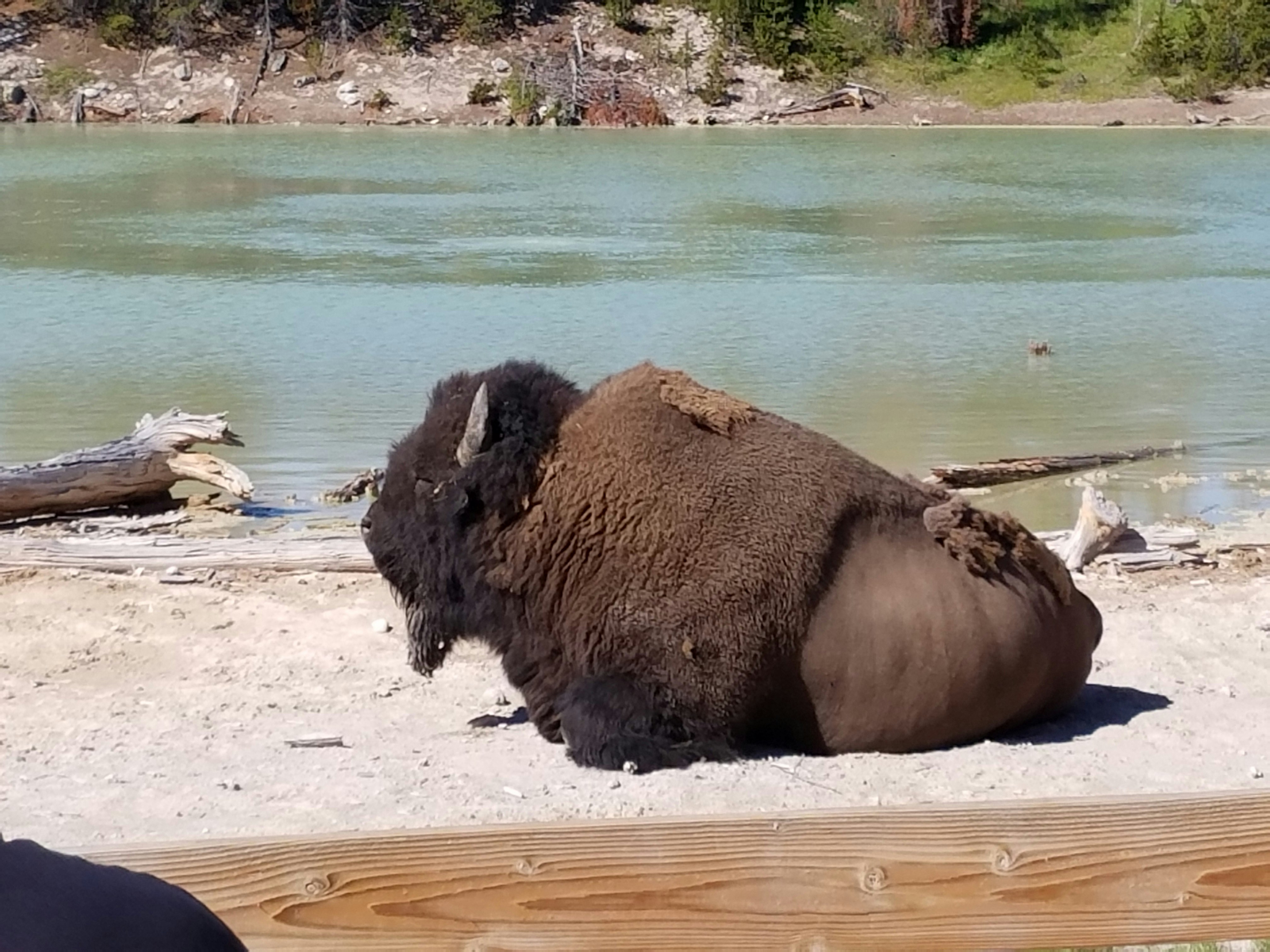 A bison laying on the sand near a body of water