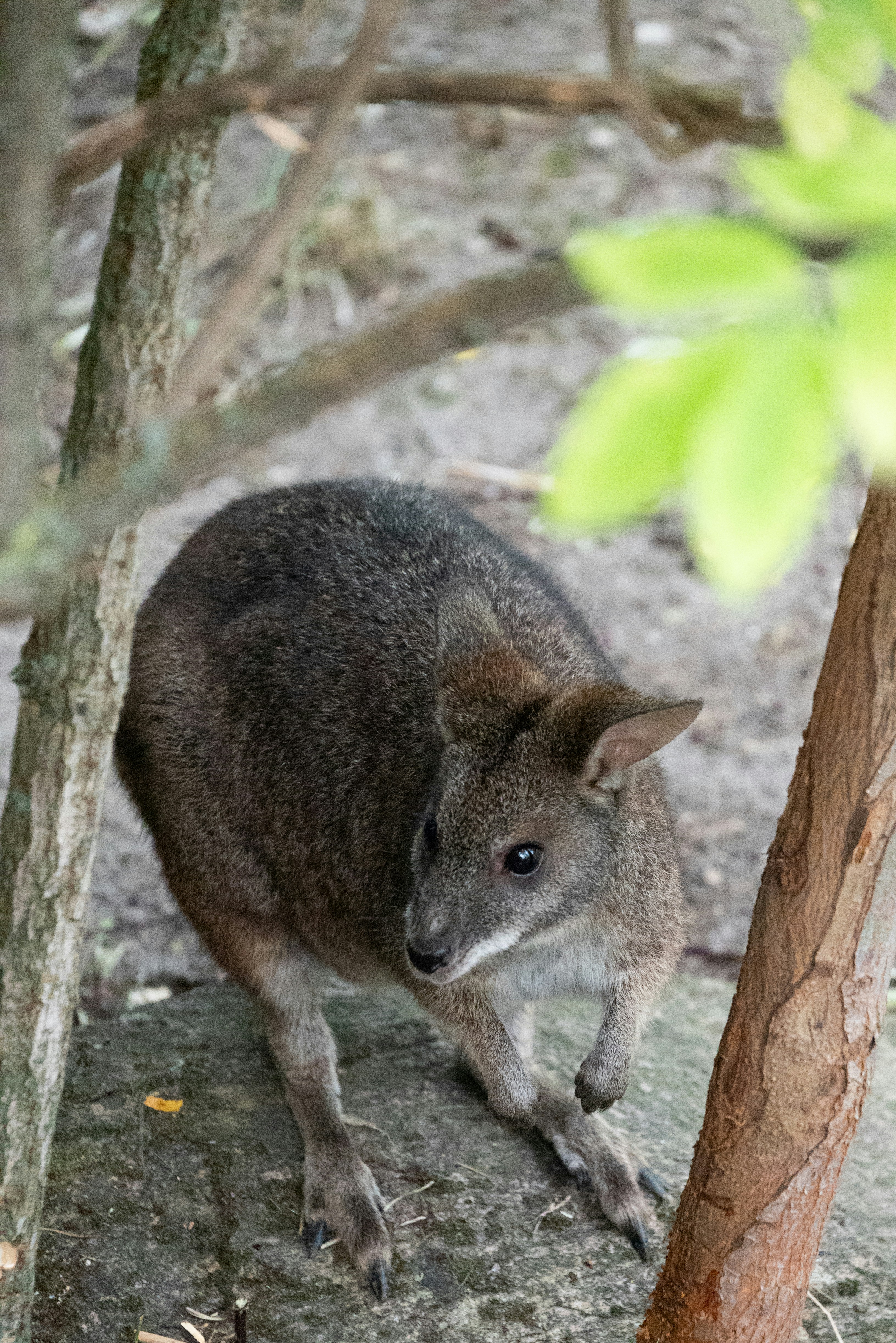 A Quiet Encounter with Nature's Gentle Hopper
