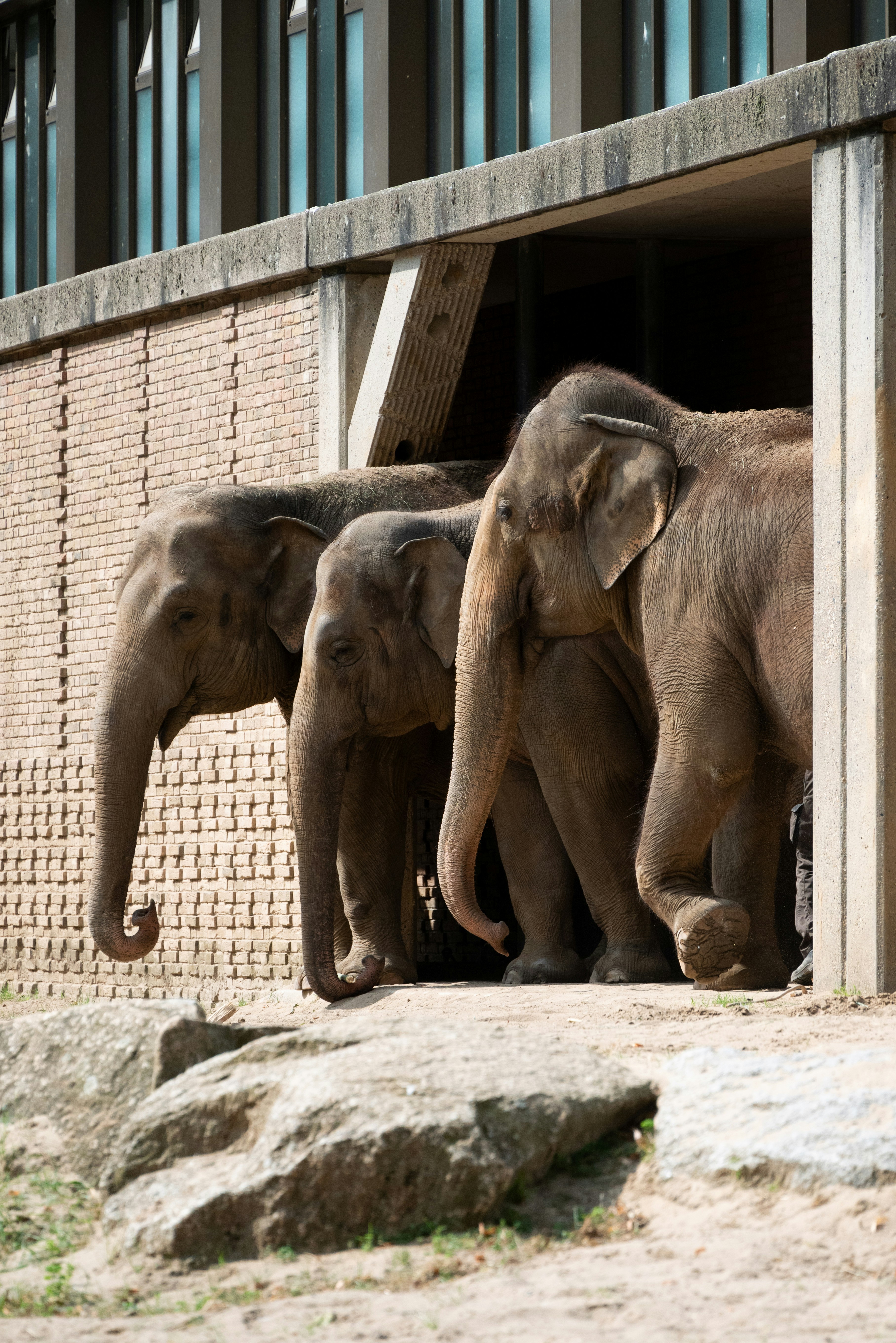 Threshold Parade: Three Elephants Crossing a Sunlit Shelter Corridor