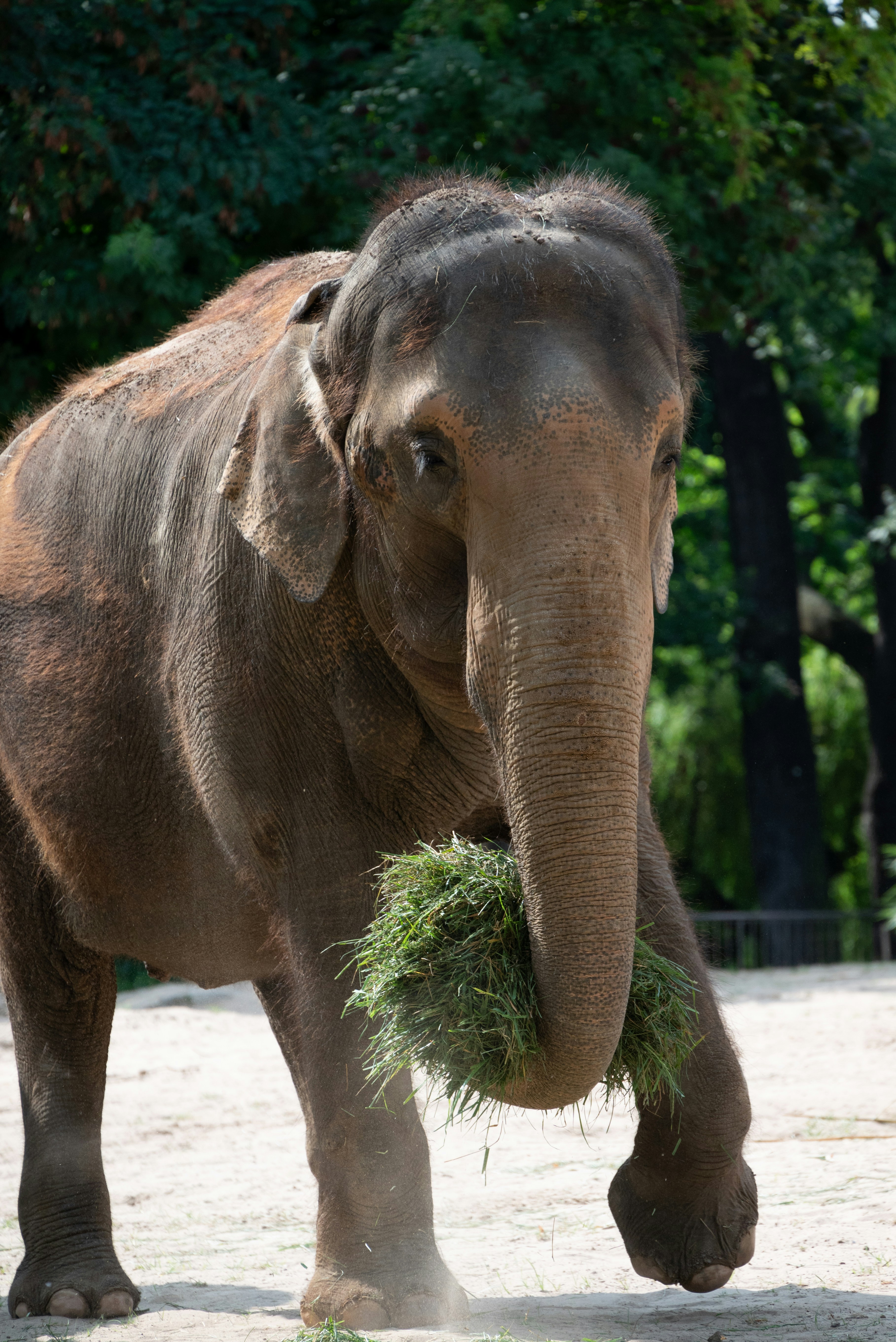 Grass-Grasp Portrait: A Calm Elephant in a Sunlit Enclosure