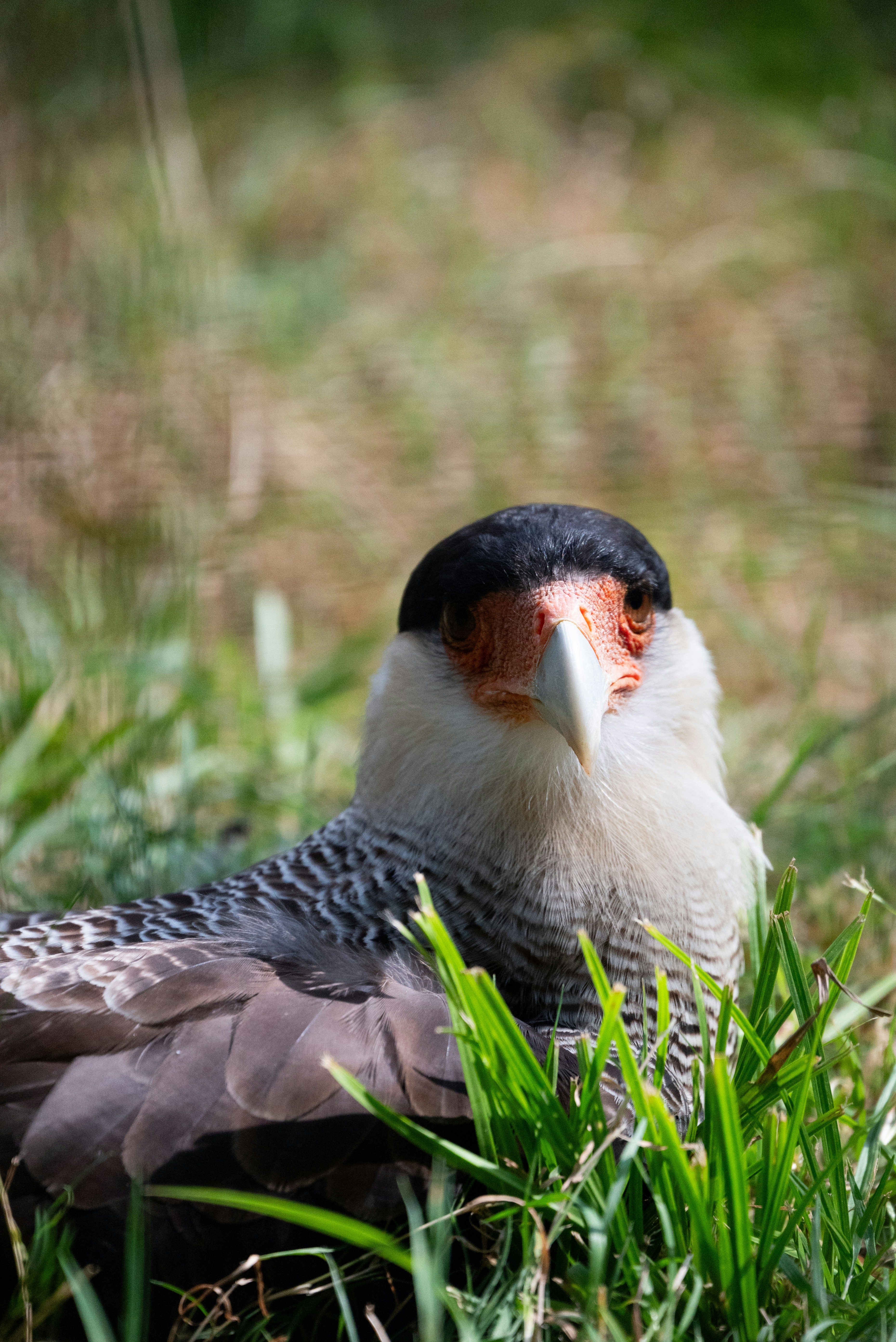 Beak in the Grass: a quiet waterfowl portrait in sunlit blades