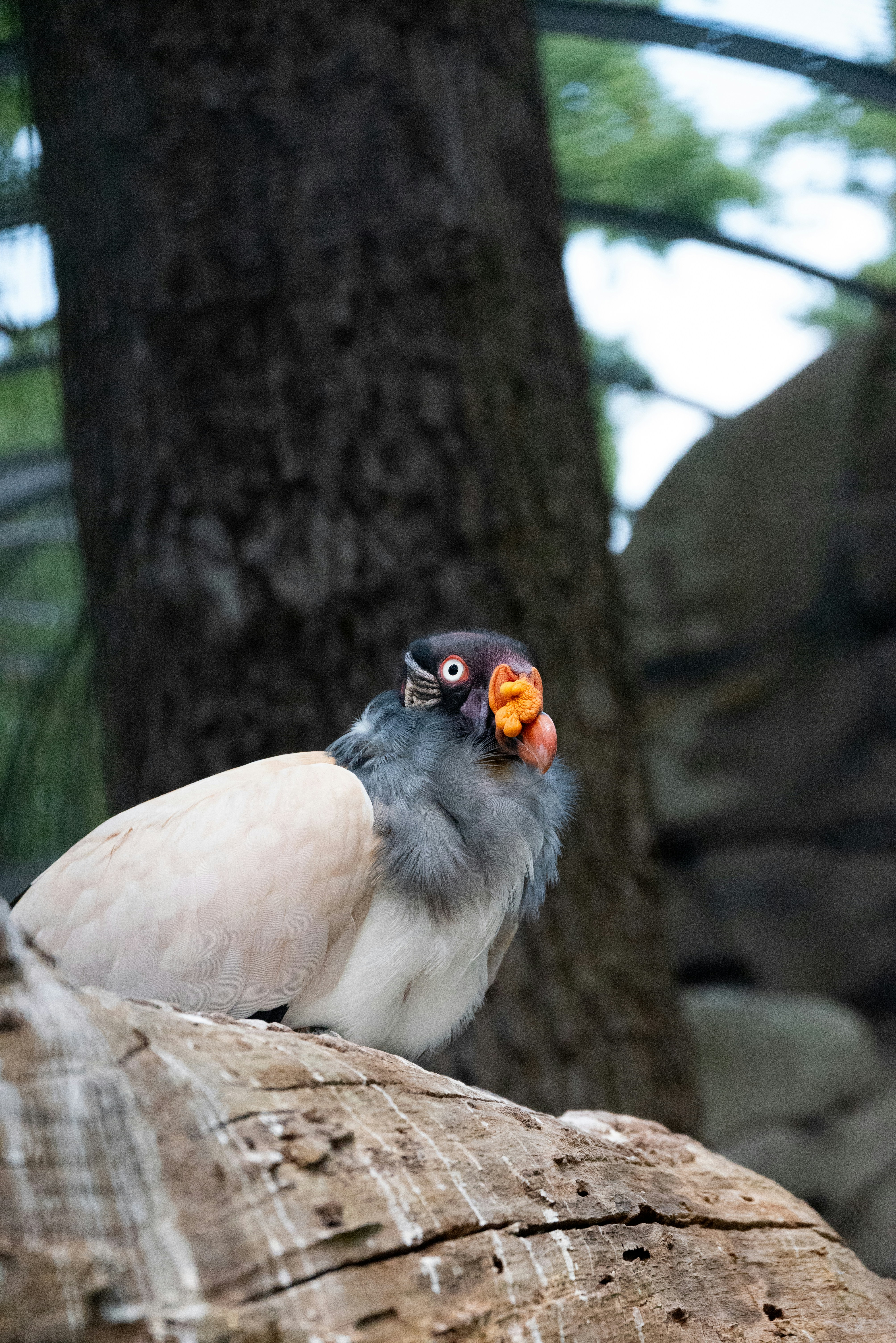 Orange Beak on Weathered Wood: A Hornbill Portrait in Dappled Light
