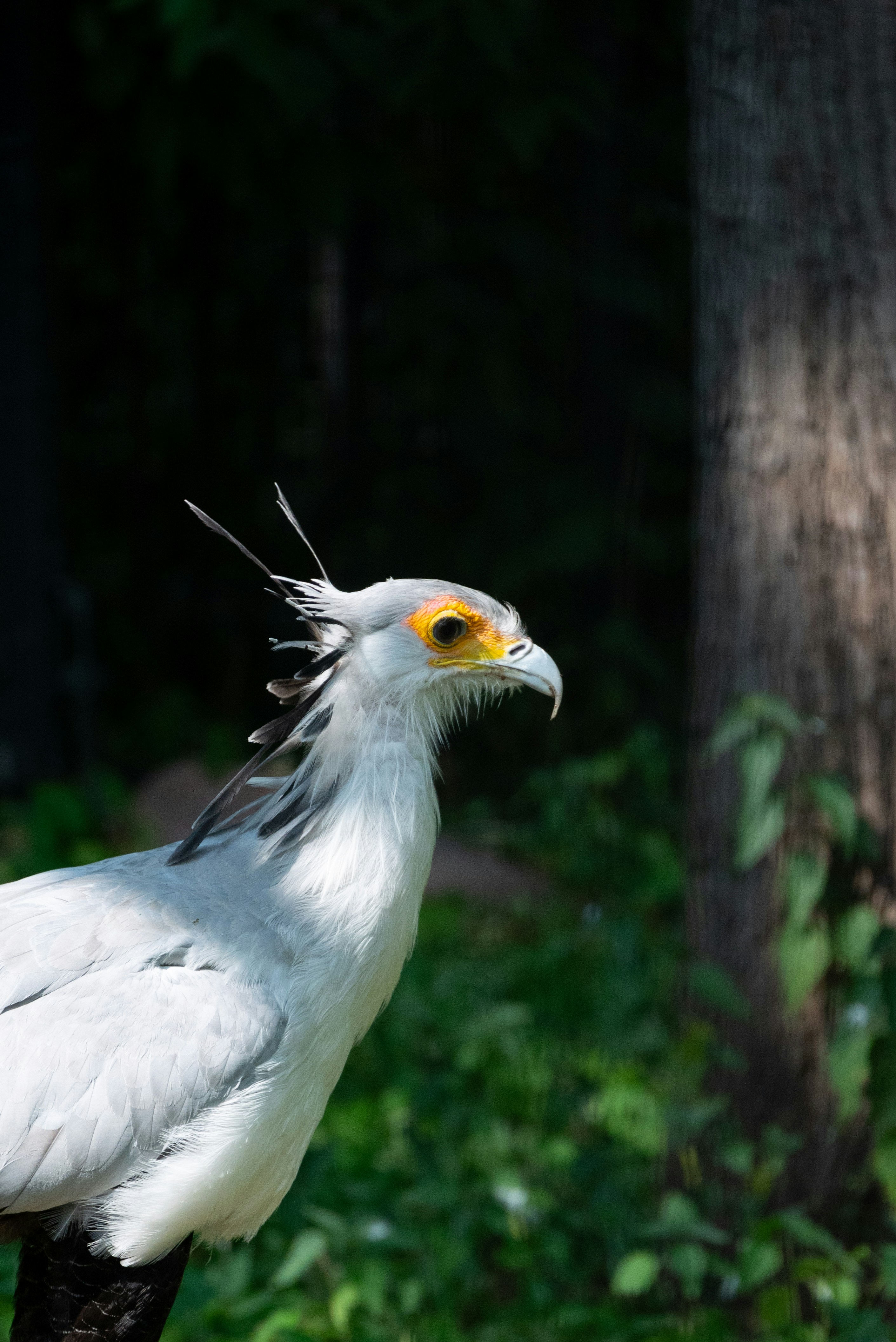 Crest in the Shade: A White Bird with a Fiery Orange Eye Patch