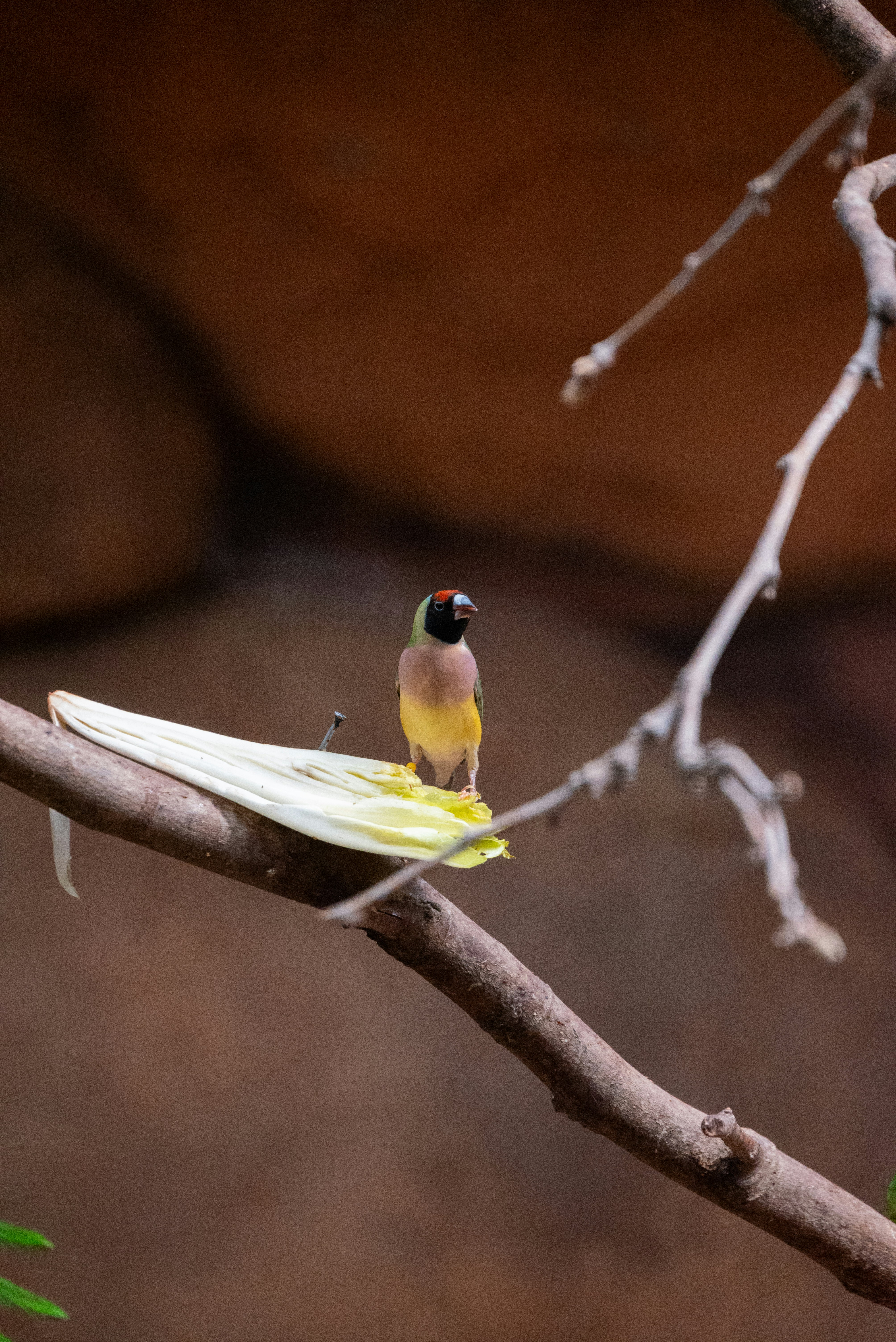 Green-Headed Songbird on a Delicate Branch in Quiet Bokeh