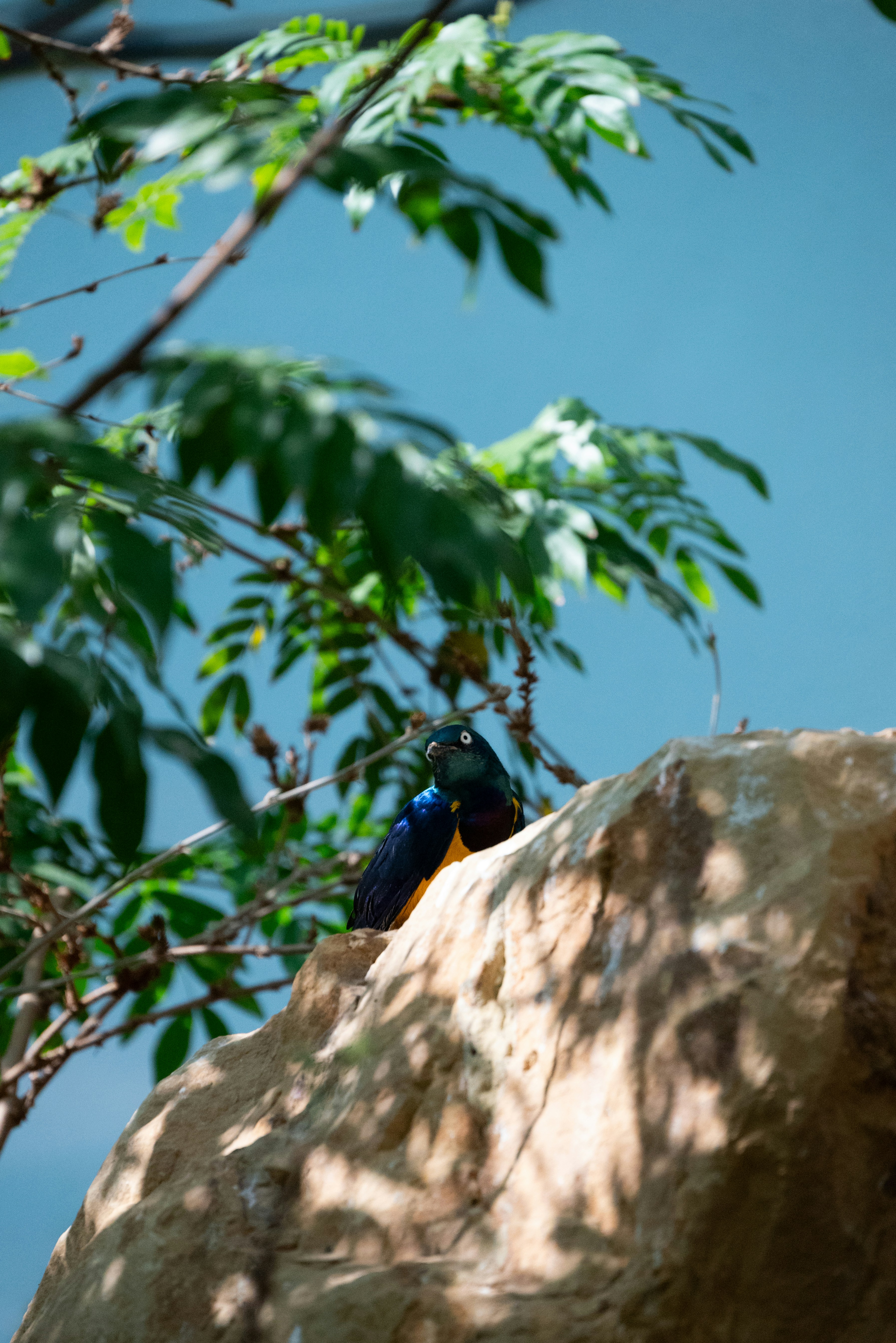 Azure Songbird on a Sunlit Ledge Against a Turquoise Sky