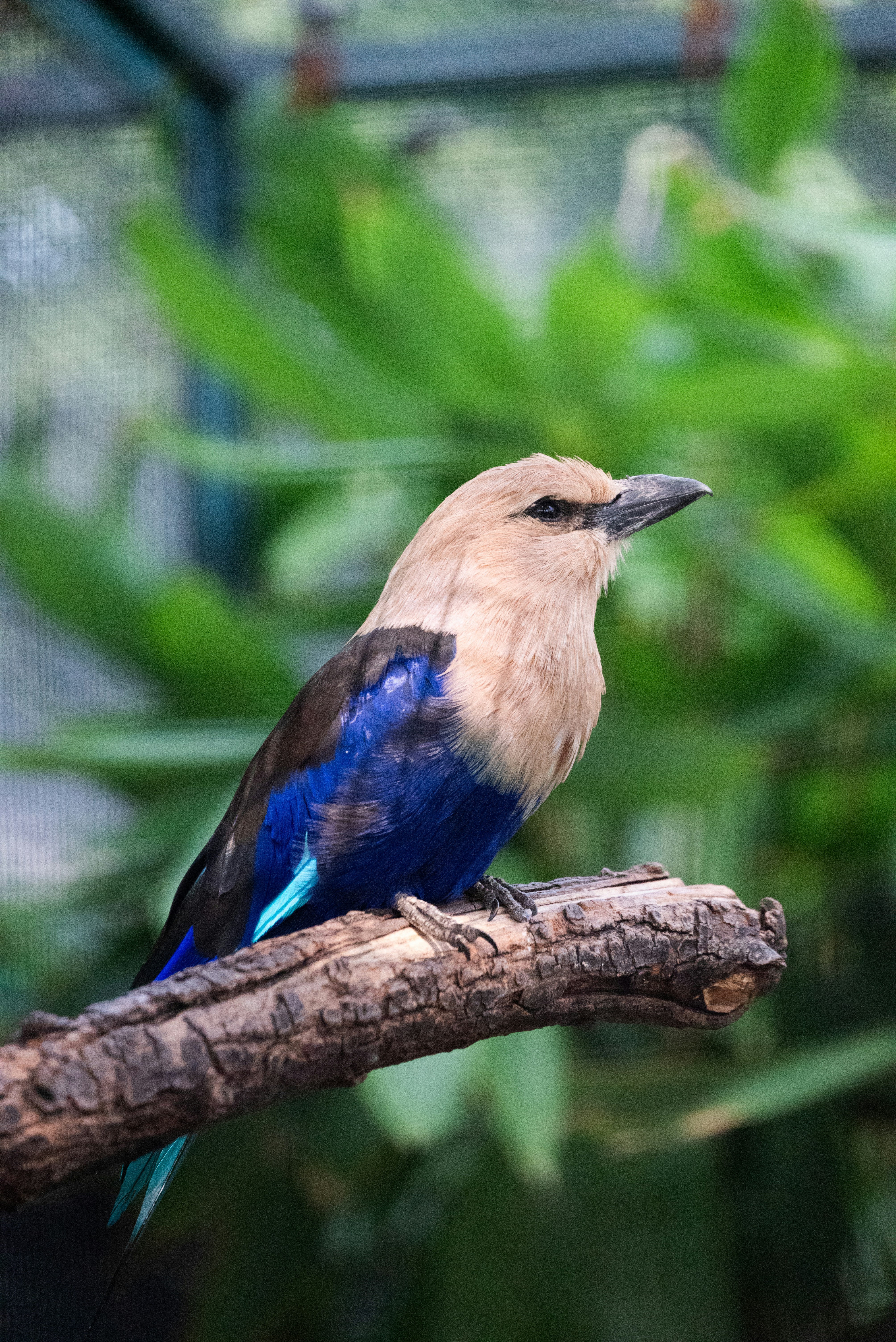 Cobalt Wings on a Tawny Crest: A Moment in a Green Aviary