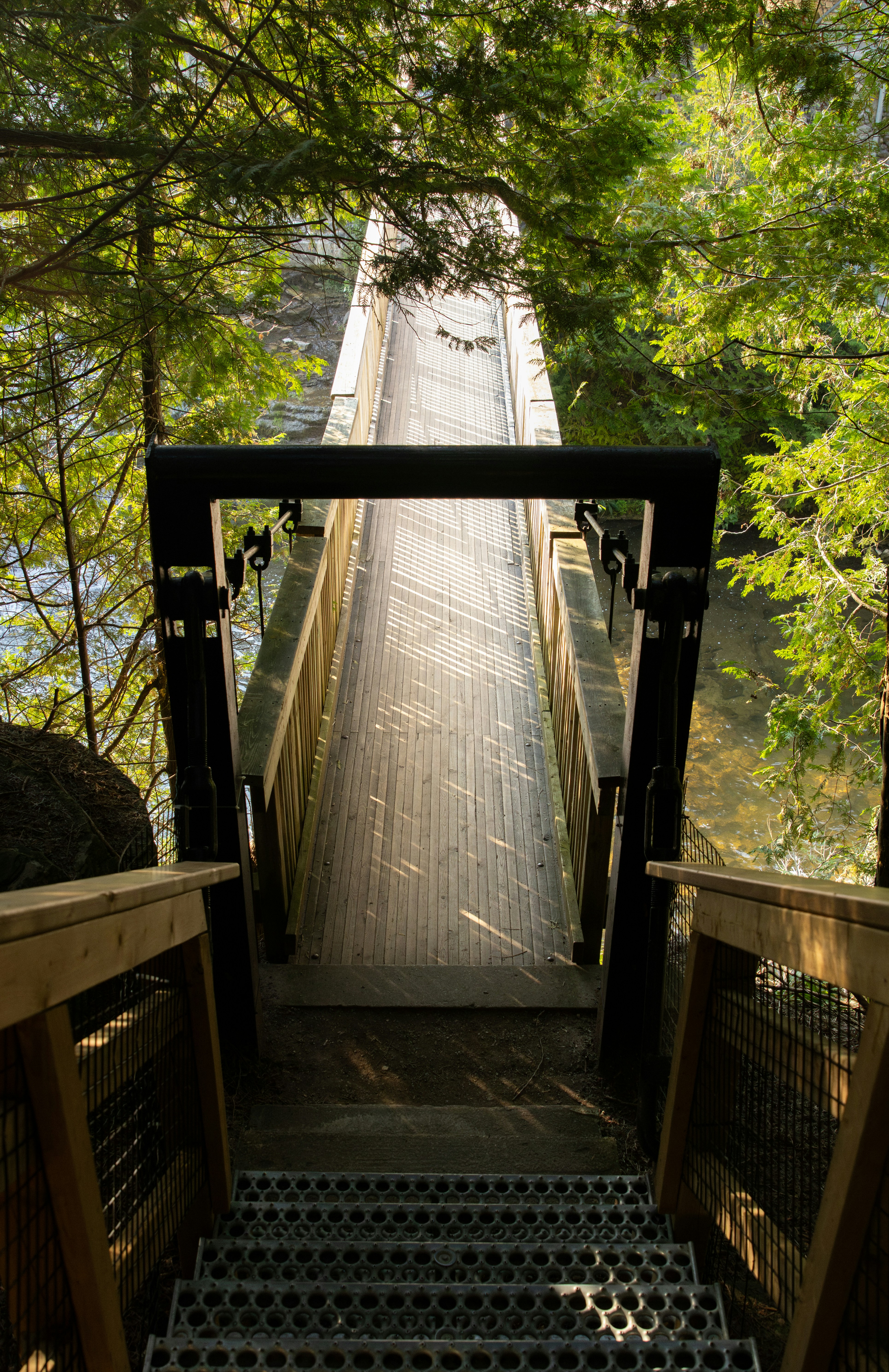 Convergence on Canopy Bridge: A Steel Walkway Framed by Leaves
