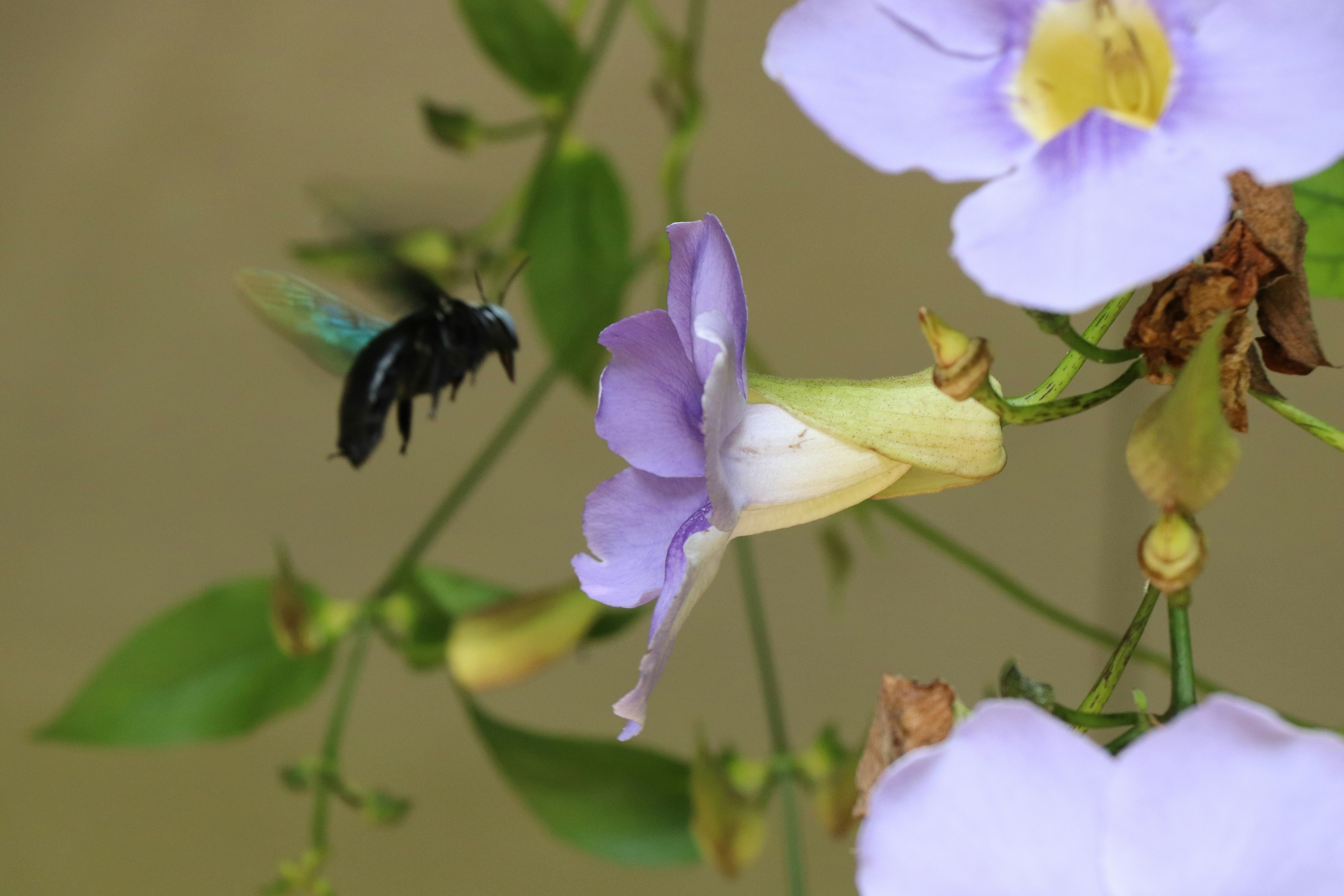 Sanjaya Perera (@sanjayaperera) | Komunitas Foto Unsplash