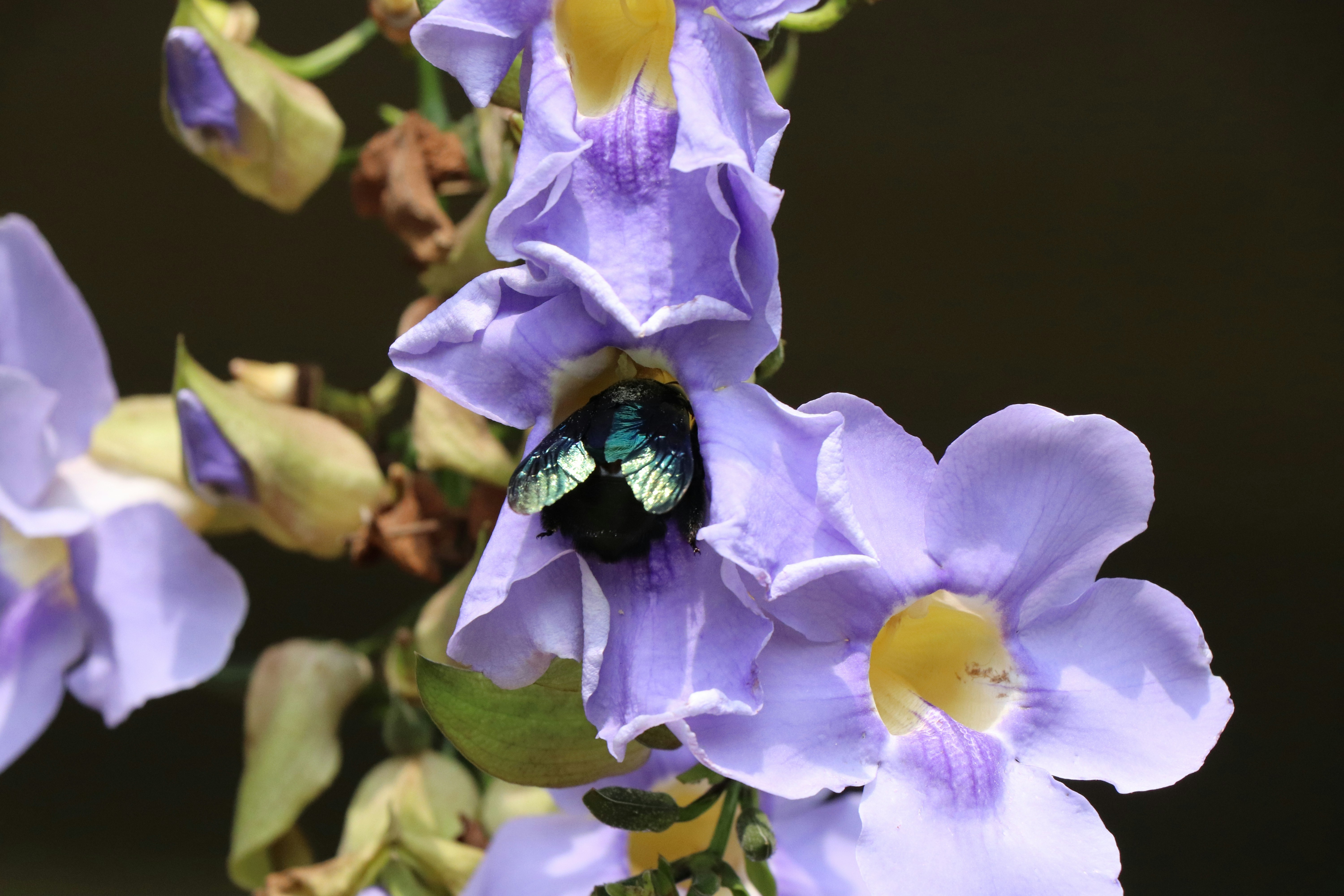 Sanjaya Perera (@sanjayaperera) | Komunitas Foto Unsplash