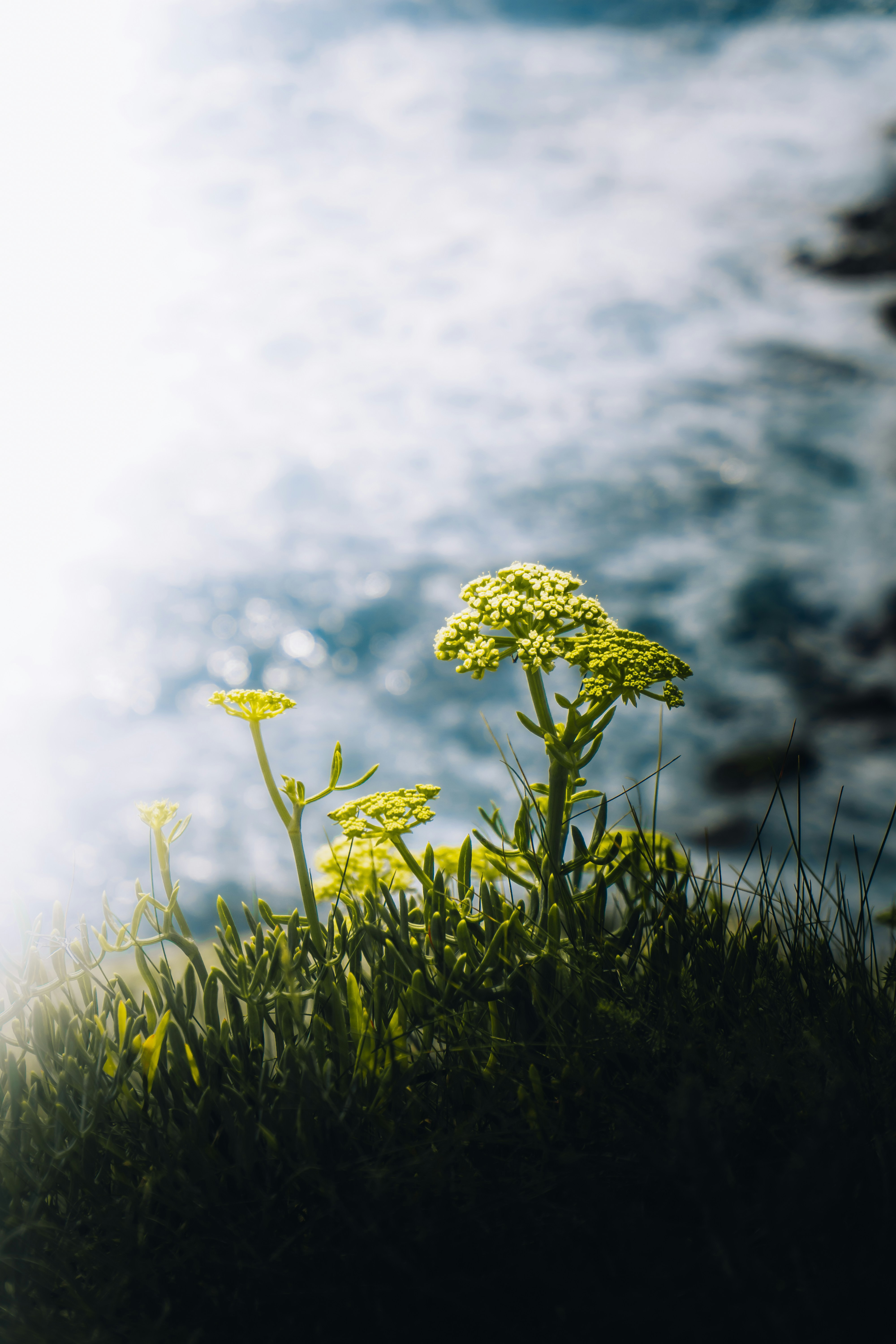 Sunlit Yarrow at the Edge of a Cascading Mist