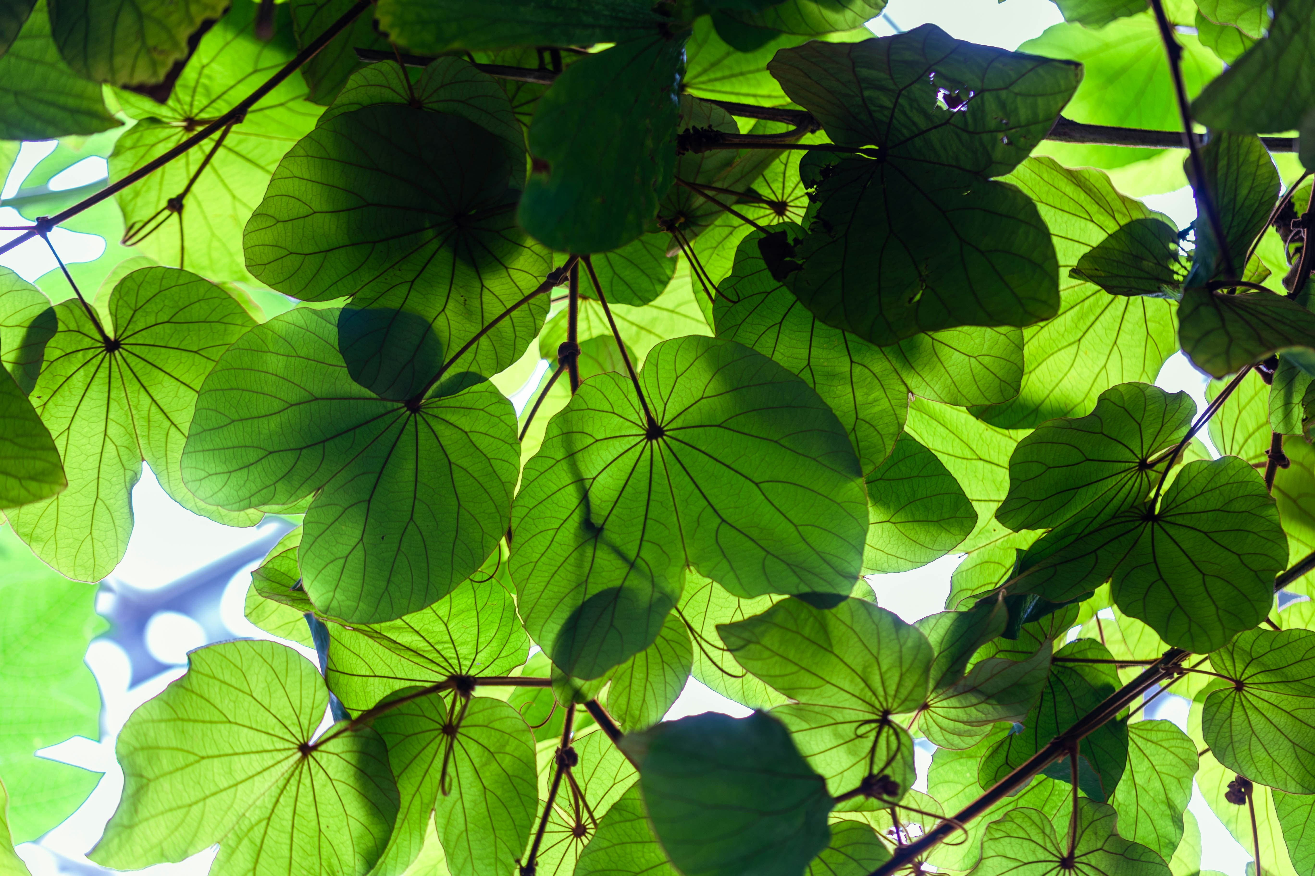 The leaves of a tree are green in color photo – Free Flower Image on ...