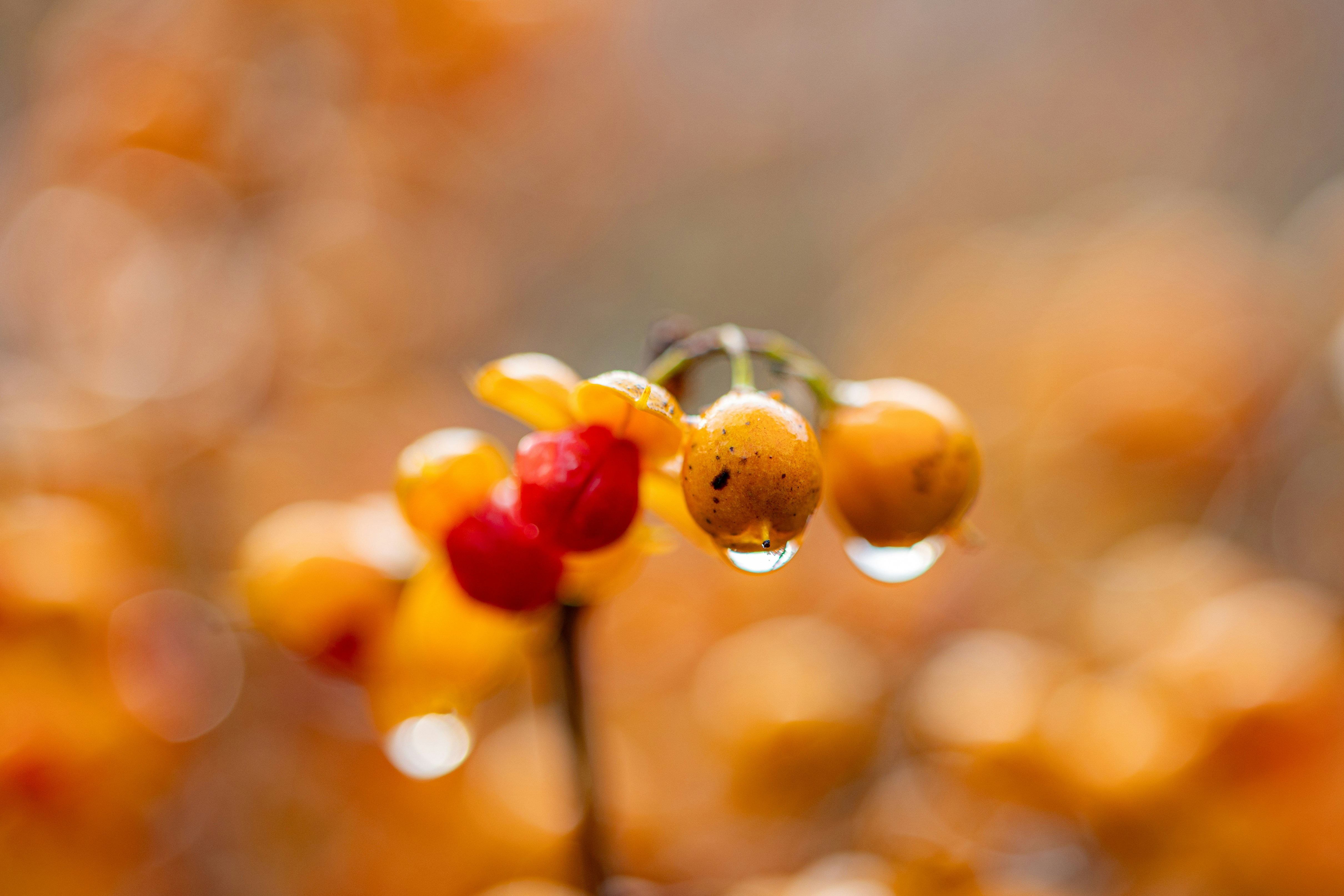 Dew-Crowned Golden Berries in Velvet Bokeh