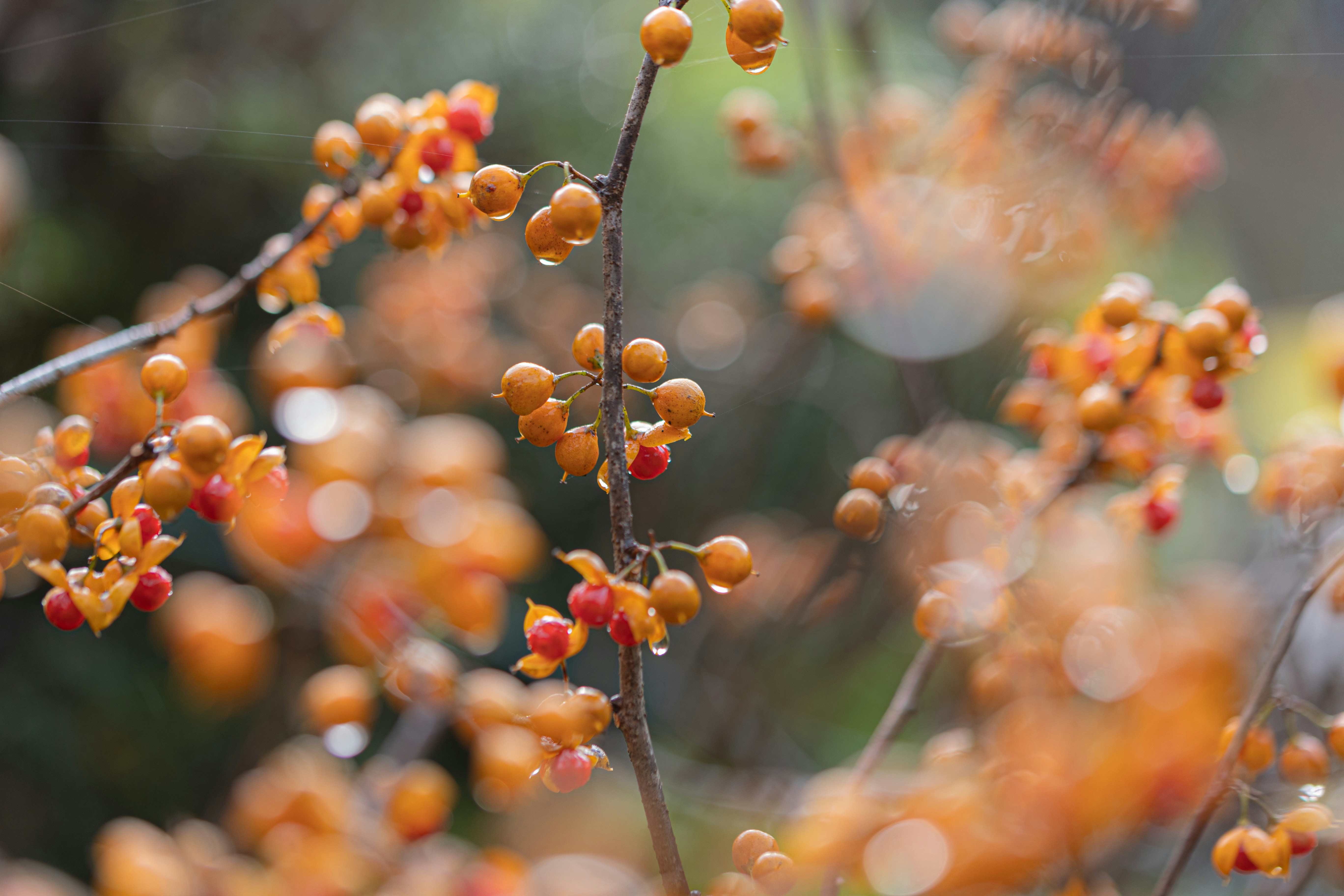 Amber Orbs on a Velvet Branch