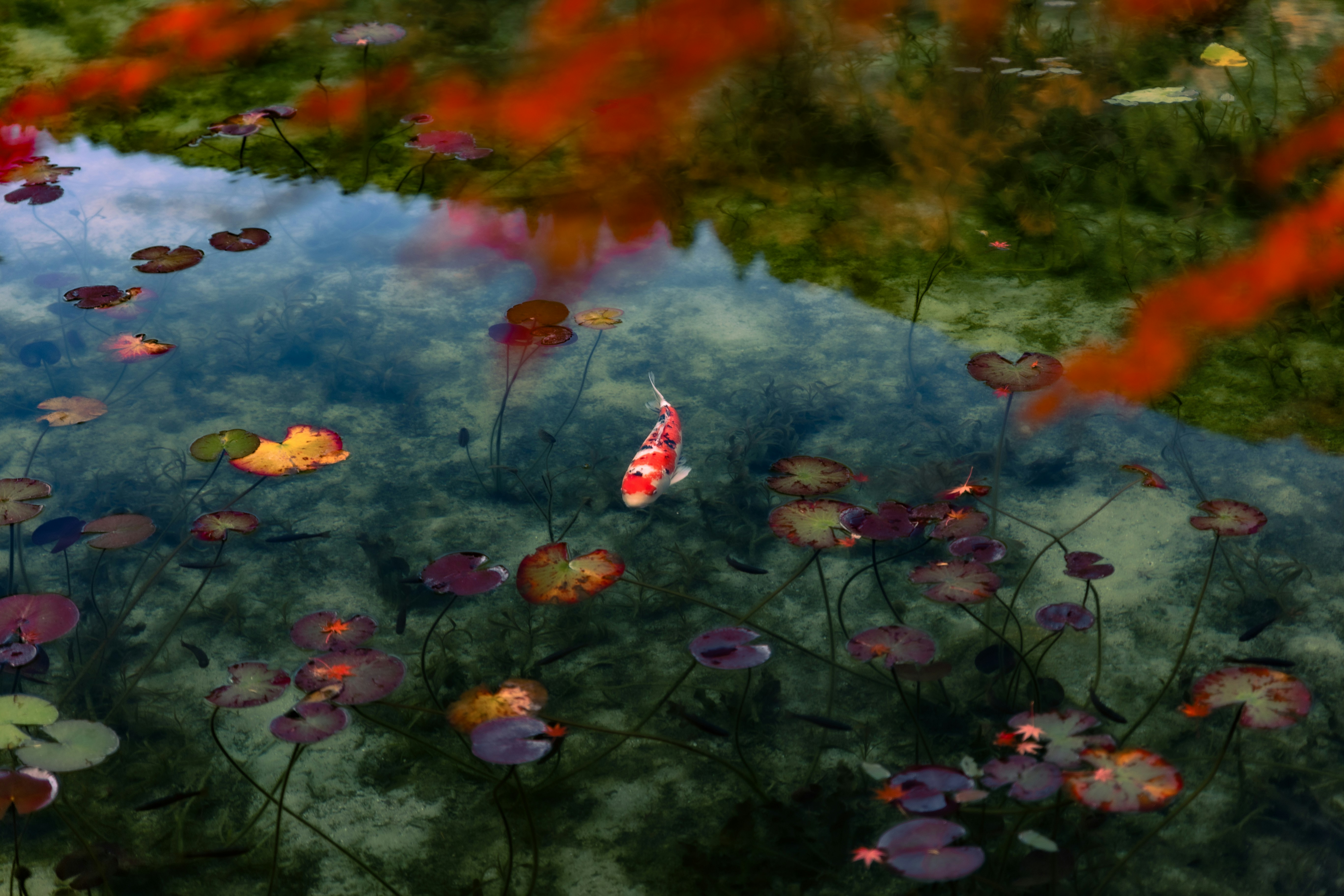 Koi Amid Lily Shadows: Colorful Reflections in a Quiet Pond