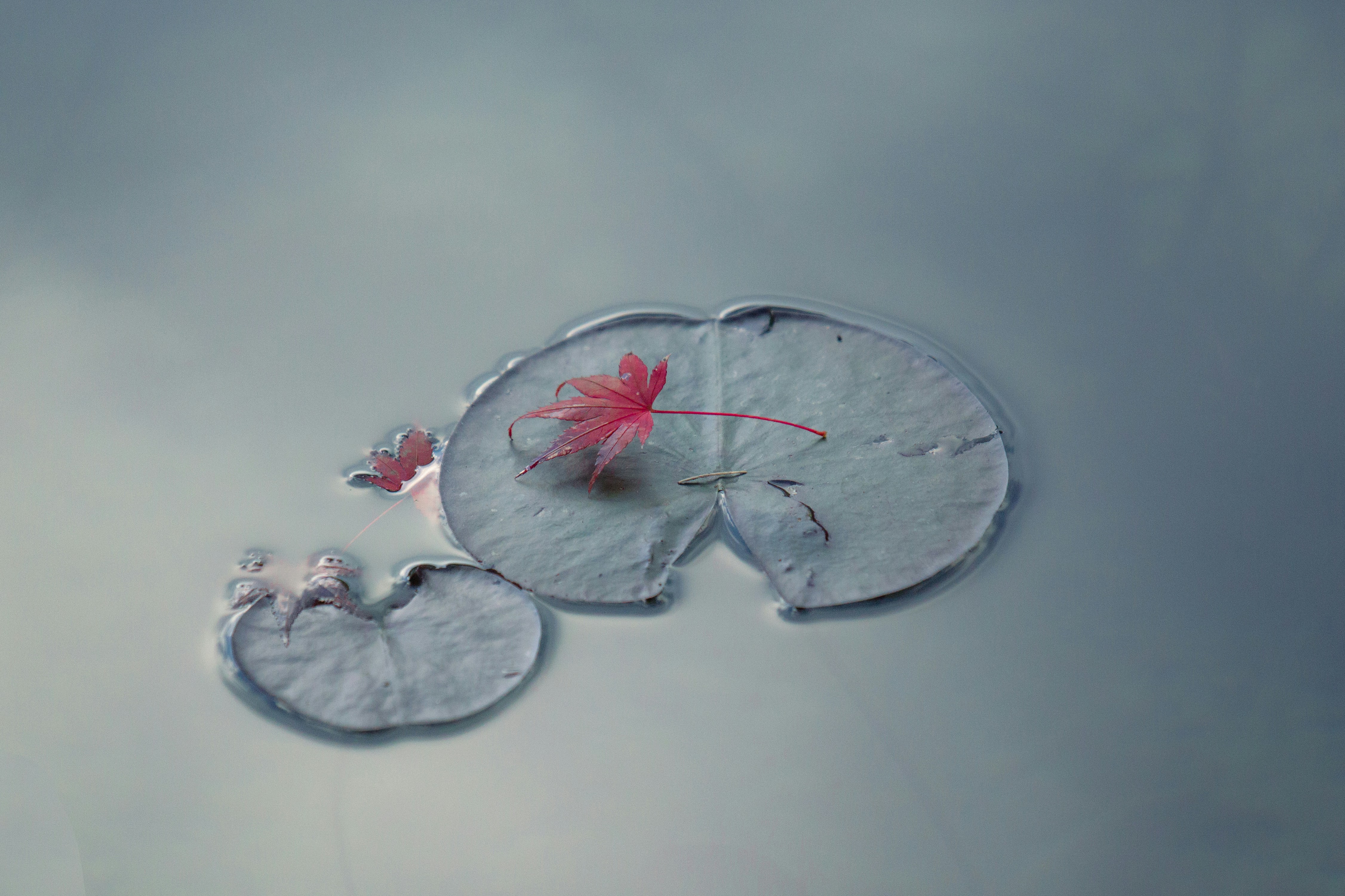 Floating Lily Whisper: A Pink Stem Adrift on Quiet Water