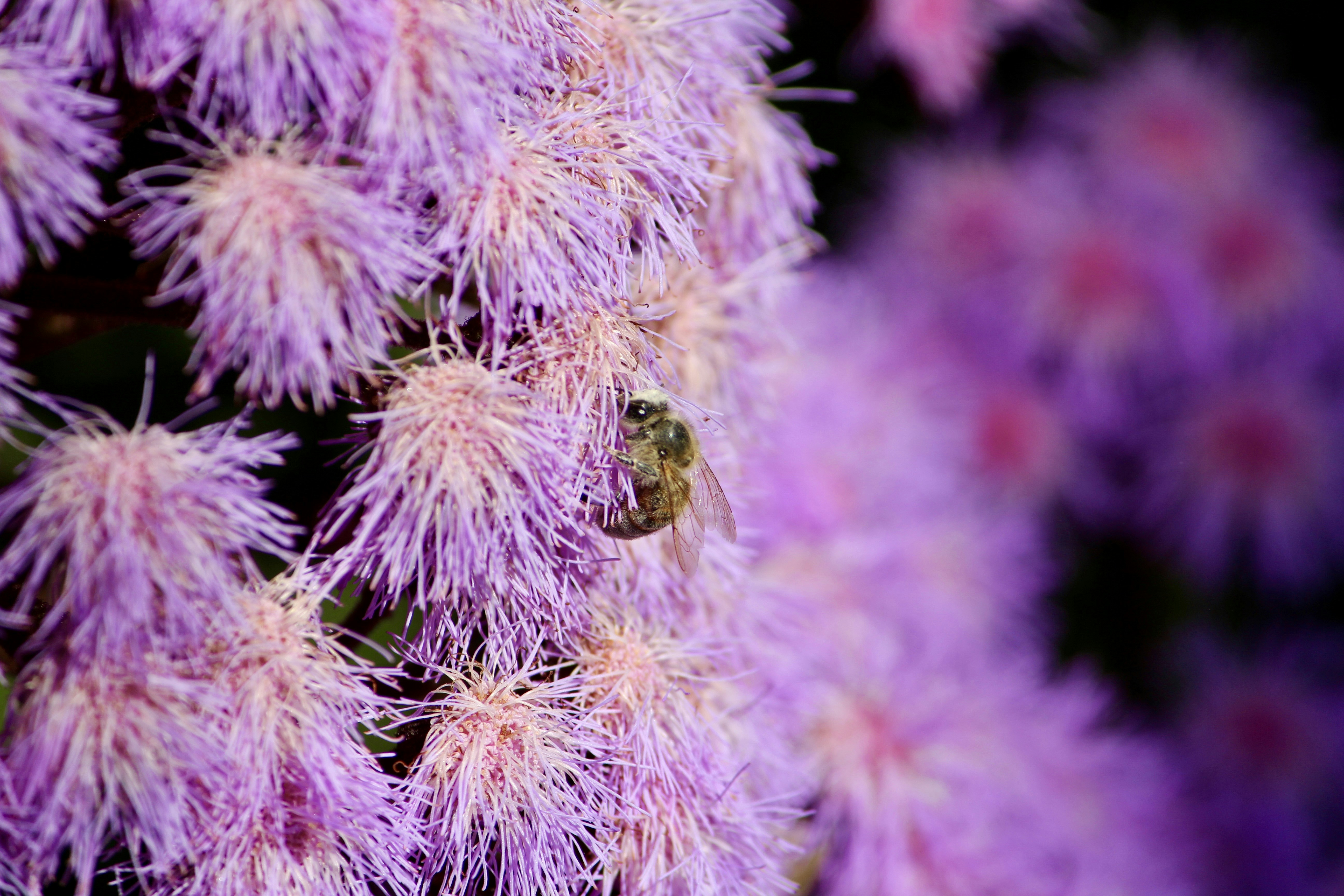 Bee on Velvet Purple Puffs: A Macro Moment in Bloom