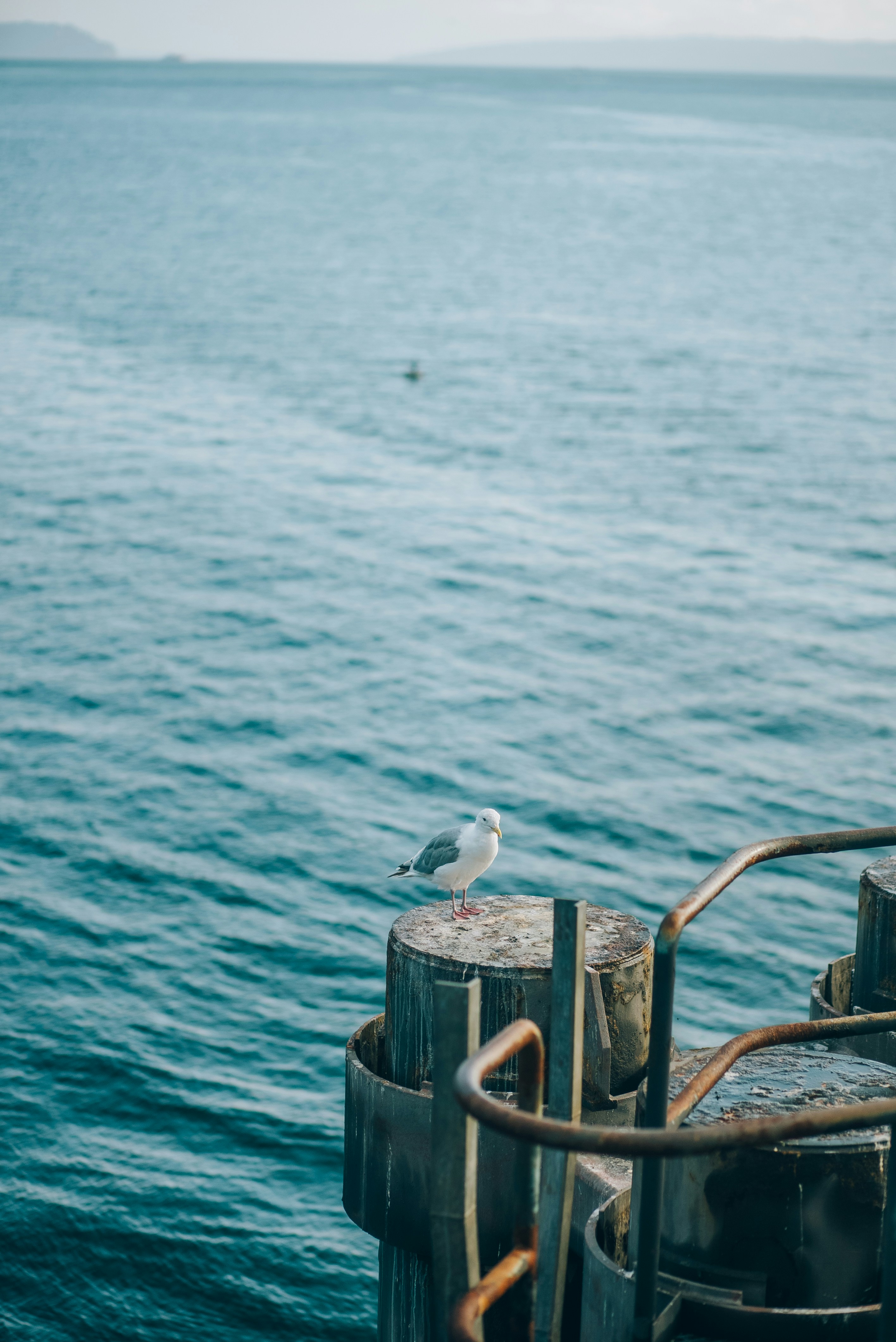 A seagull sitting on a metal railing near the ocean photo – Free ...