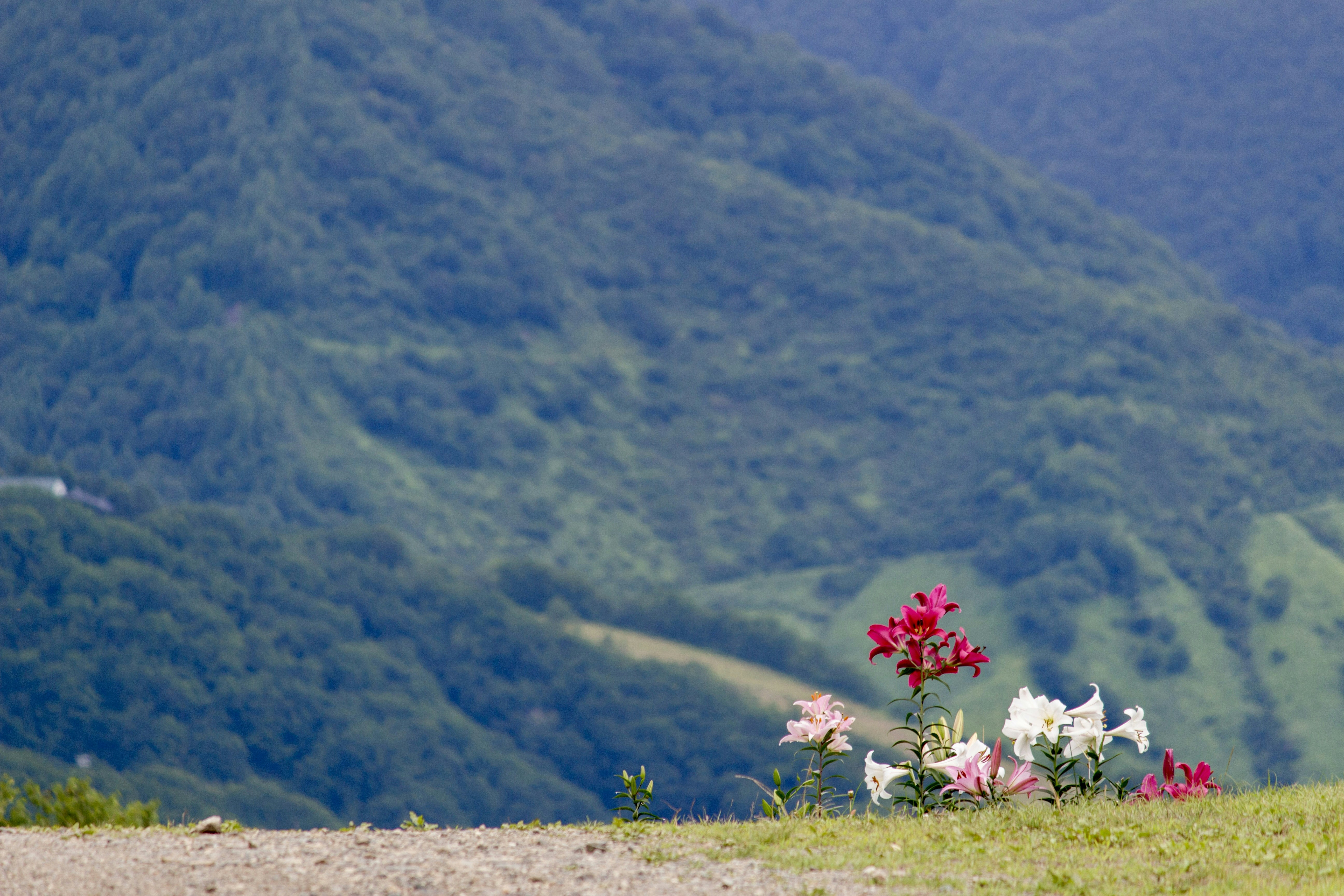 Bloom at the Verdant Valley's Edge