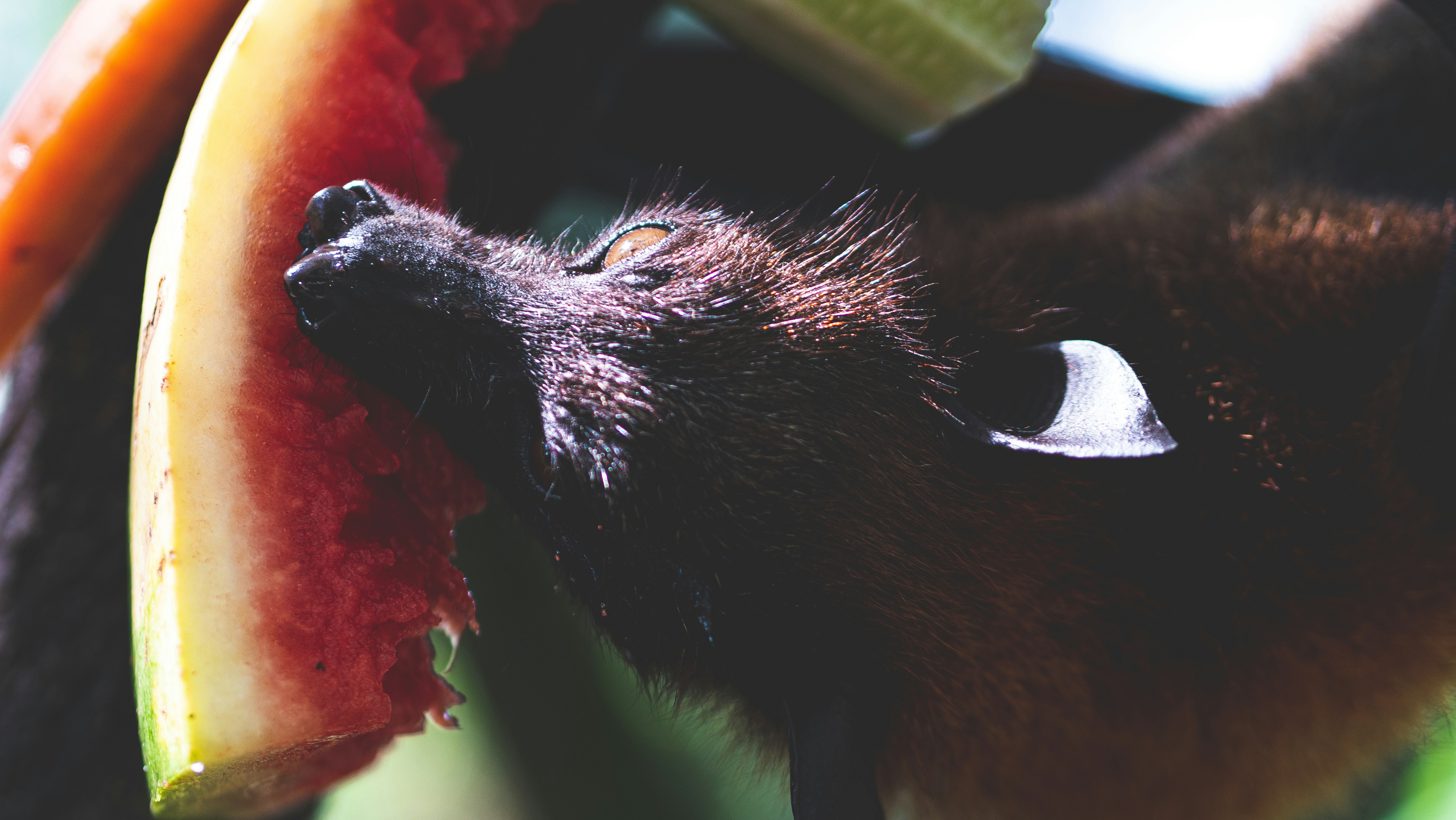 Silhouette of a Fruit-Snacking Bat in Close-Up Night