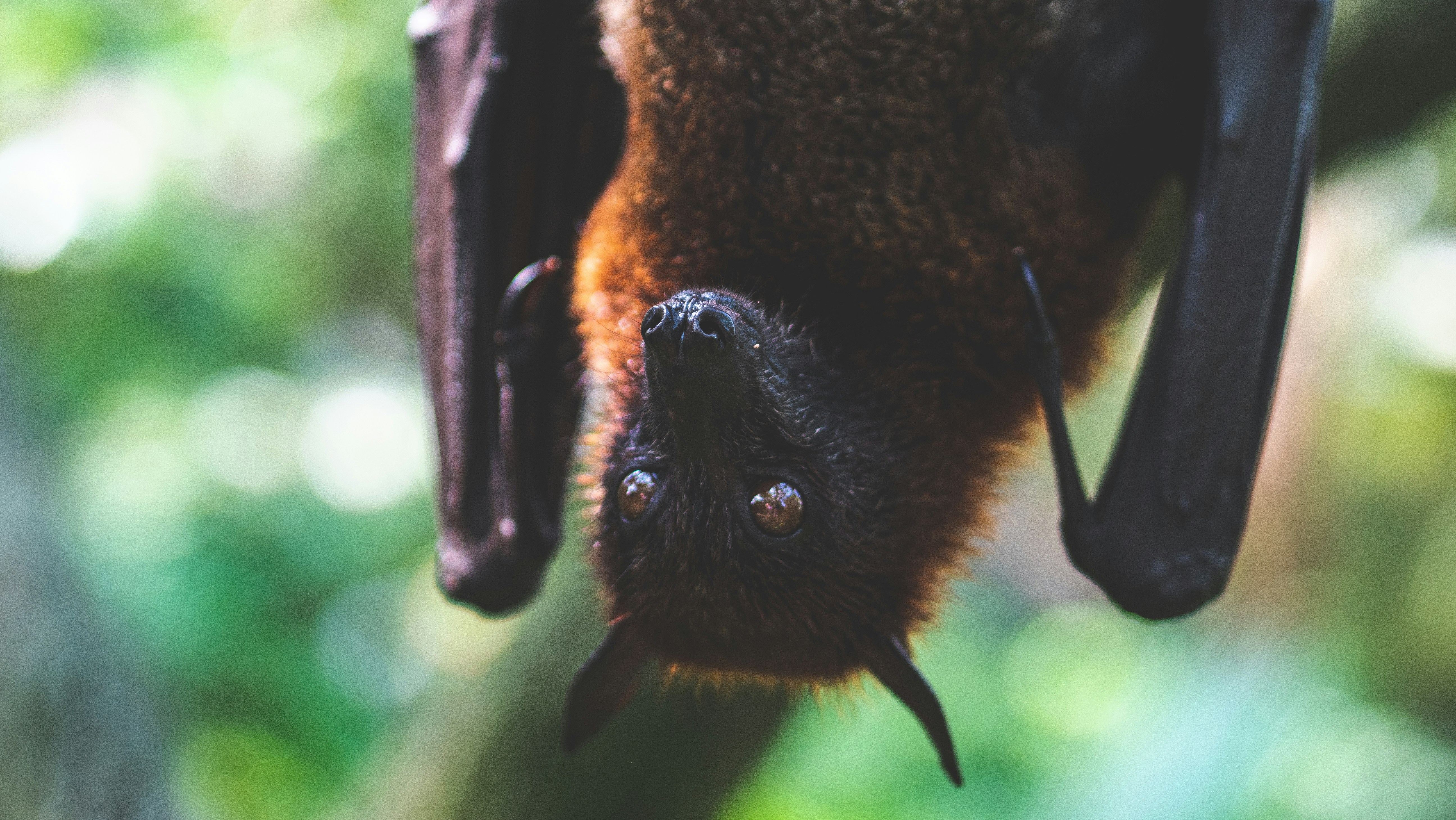 Advances in Bat Research Techniques