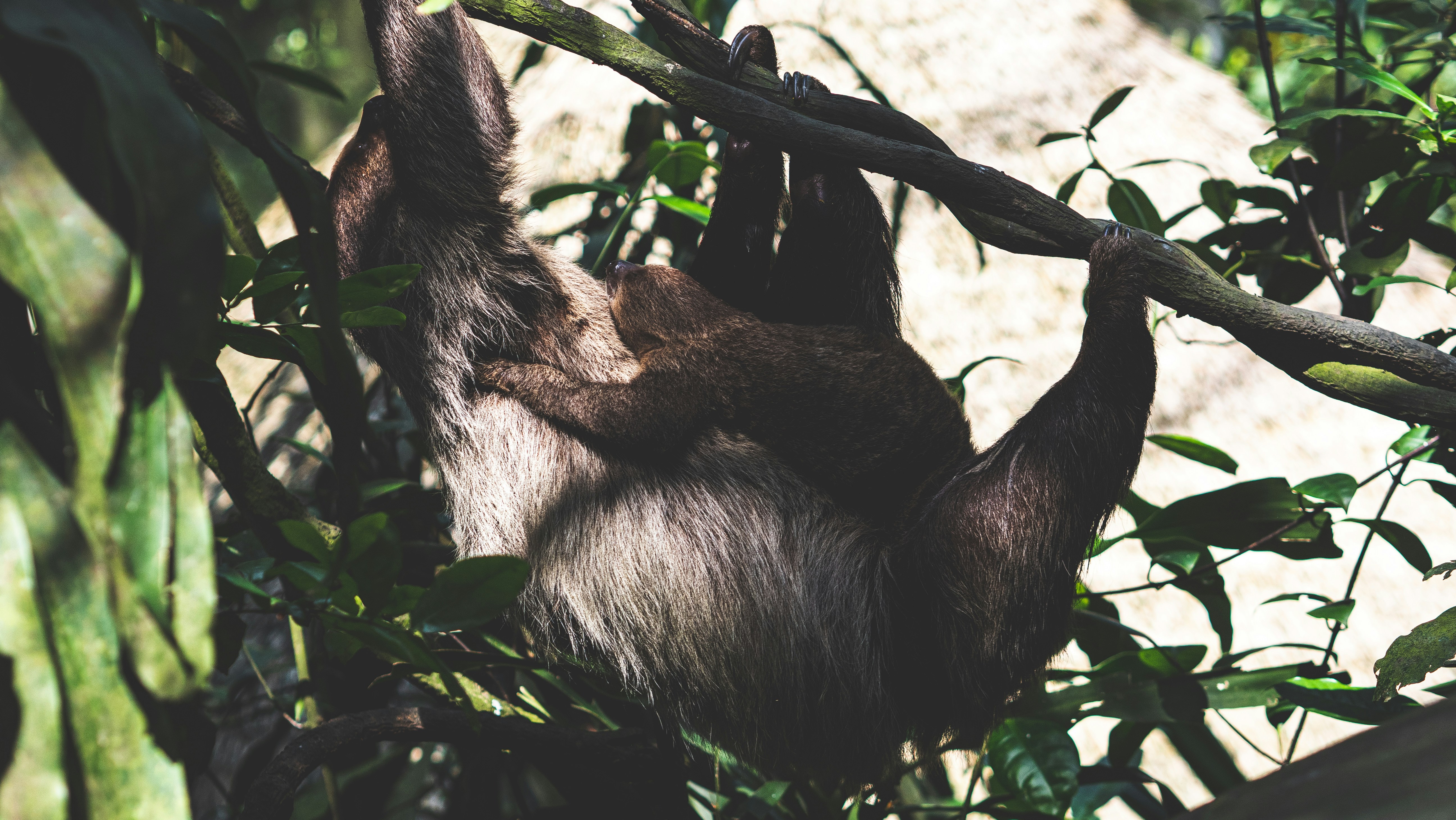 Canopy Pause: A Furry Arboreal Resident Resting Among Sun-Dappled Foliage