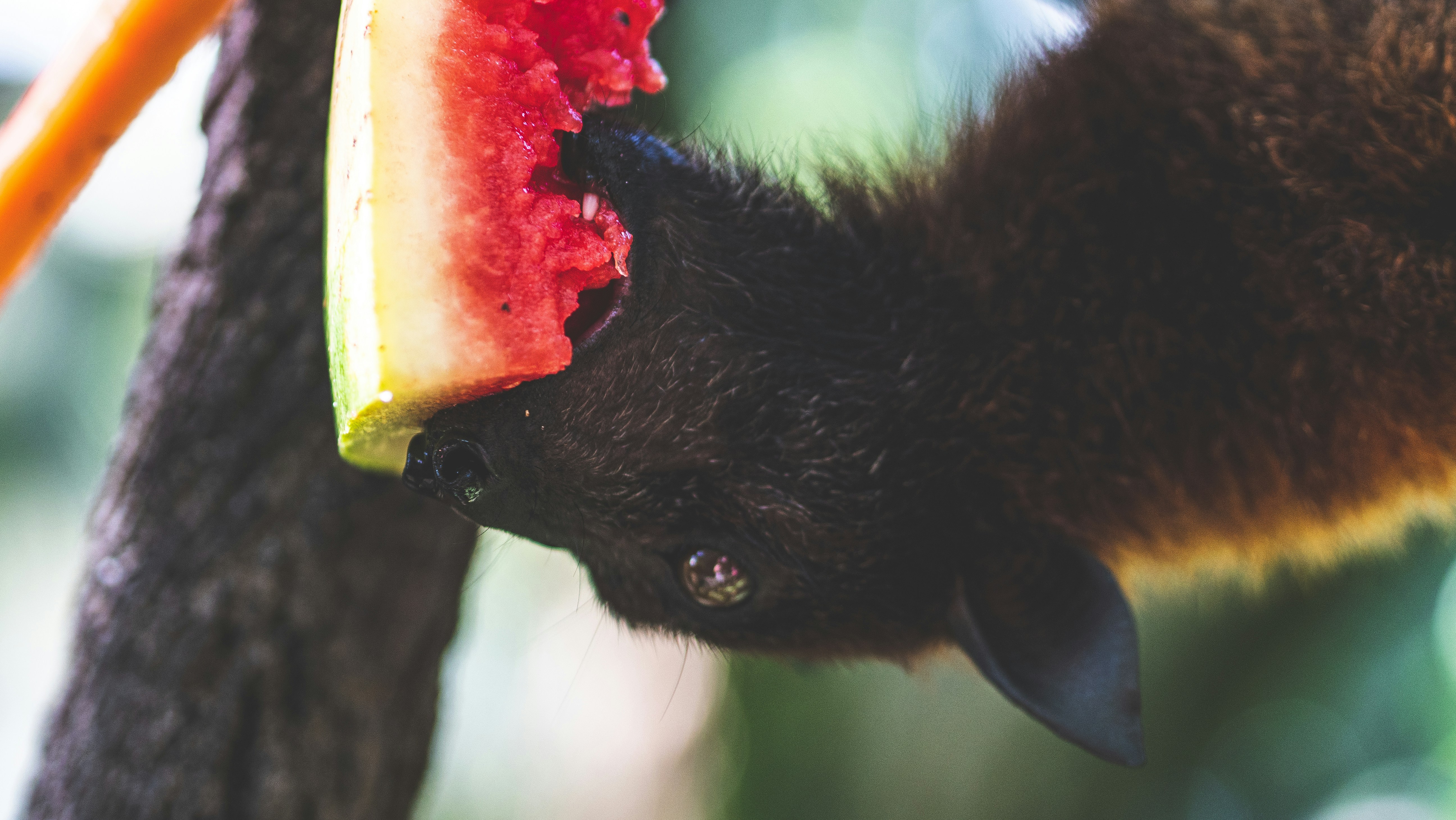 A bat eating a piece of watermelon on a tree photo – Free Singapore zoo ...