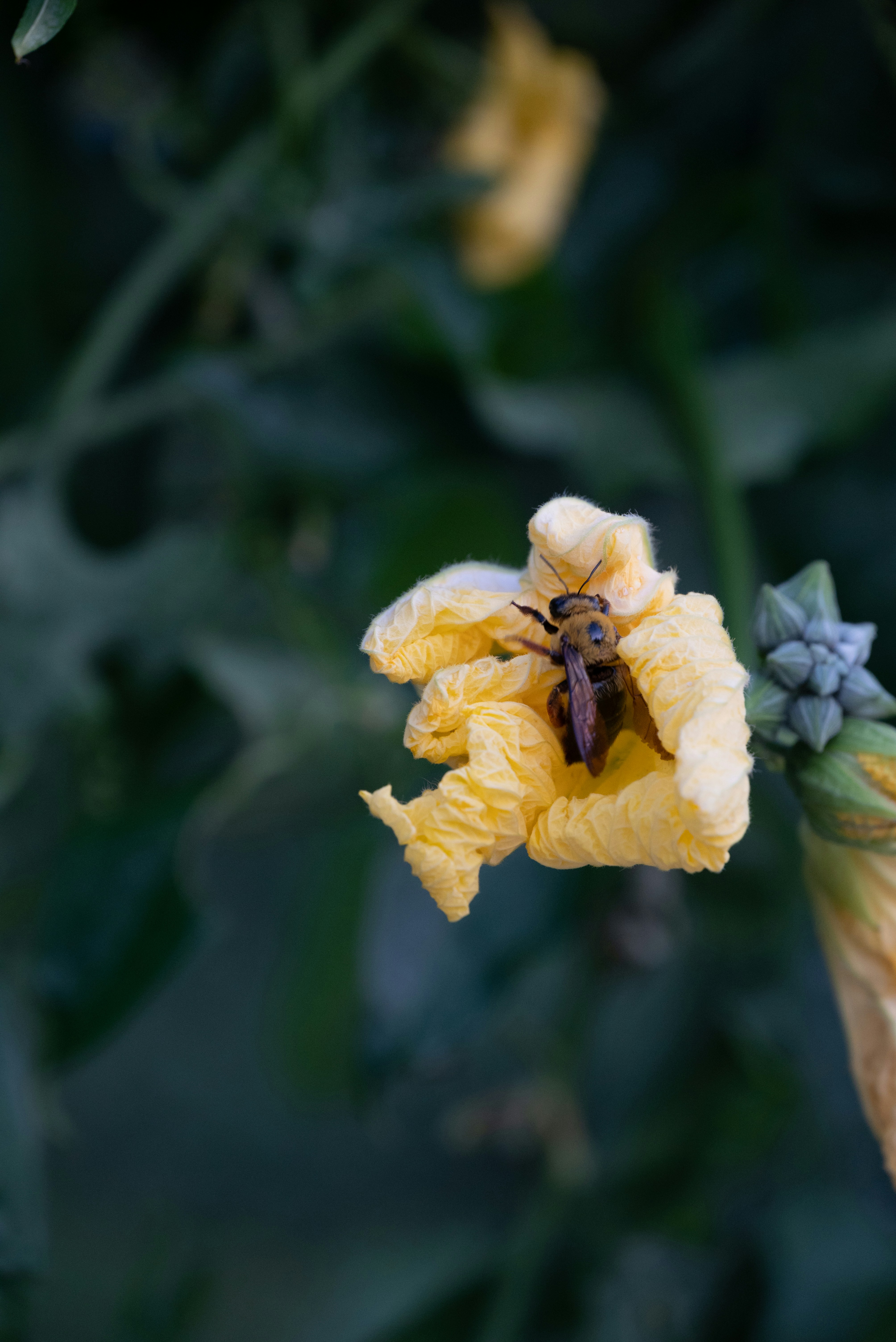 Beetle at the Core of a Crinkled Yellow Bloom