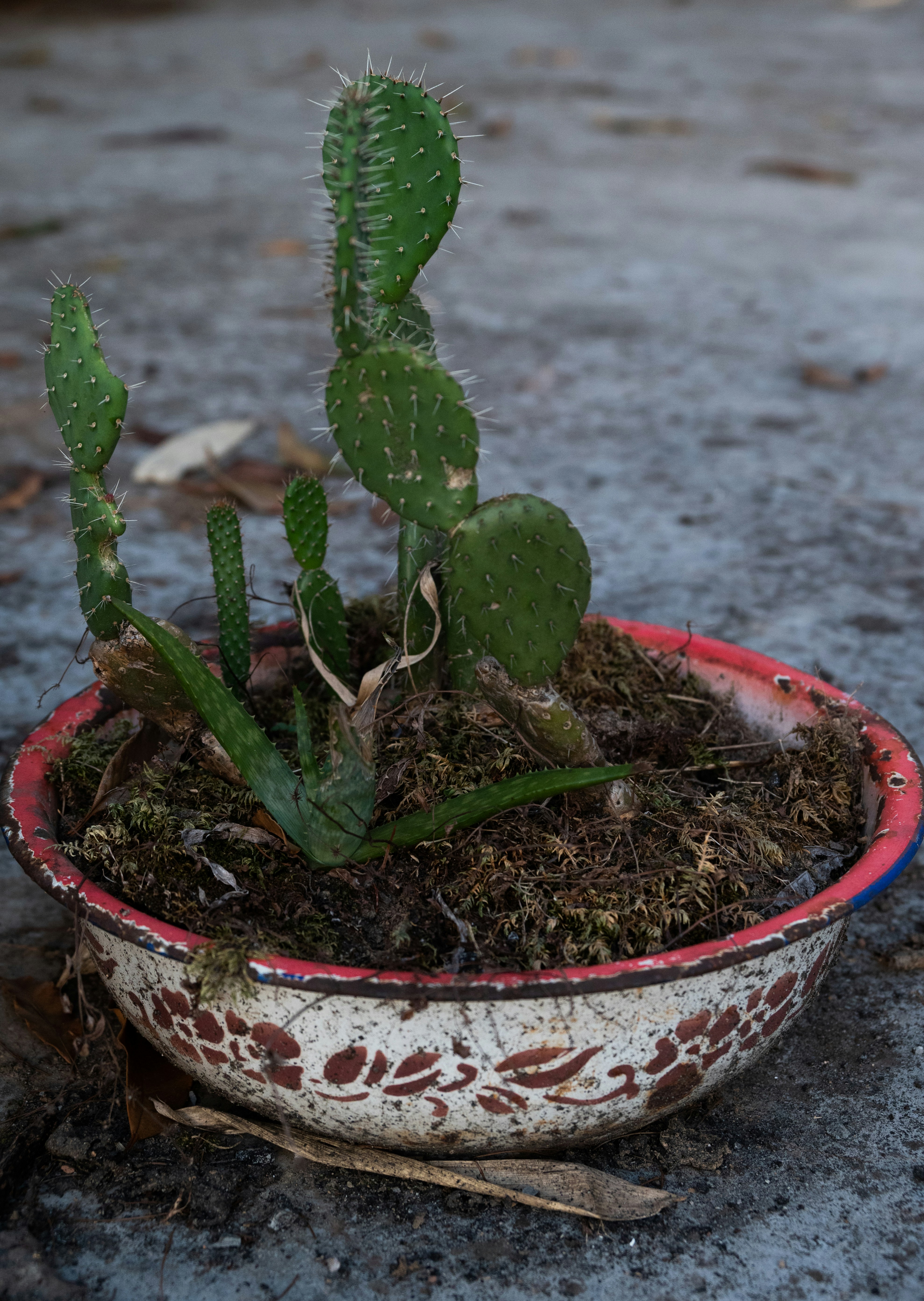 Desert Portrait in Clay: A Weathered Bowl Cradles a Prickly Green