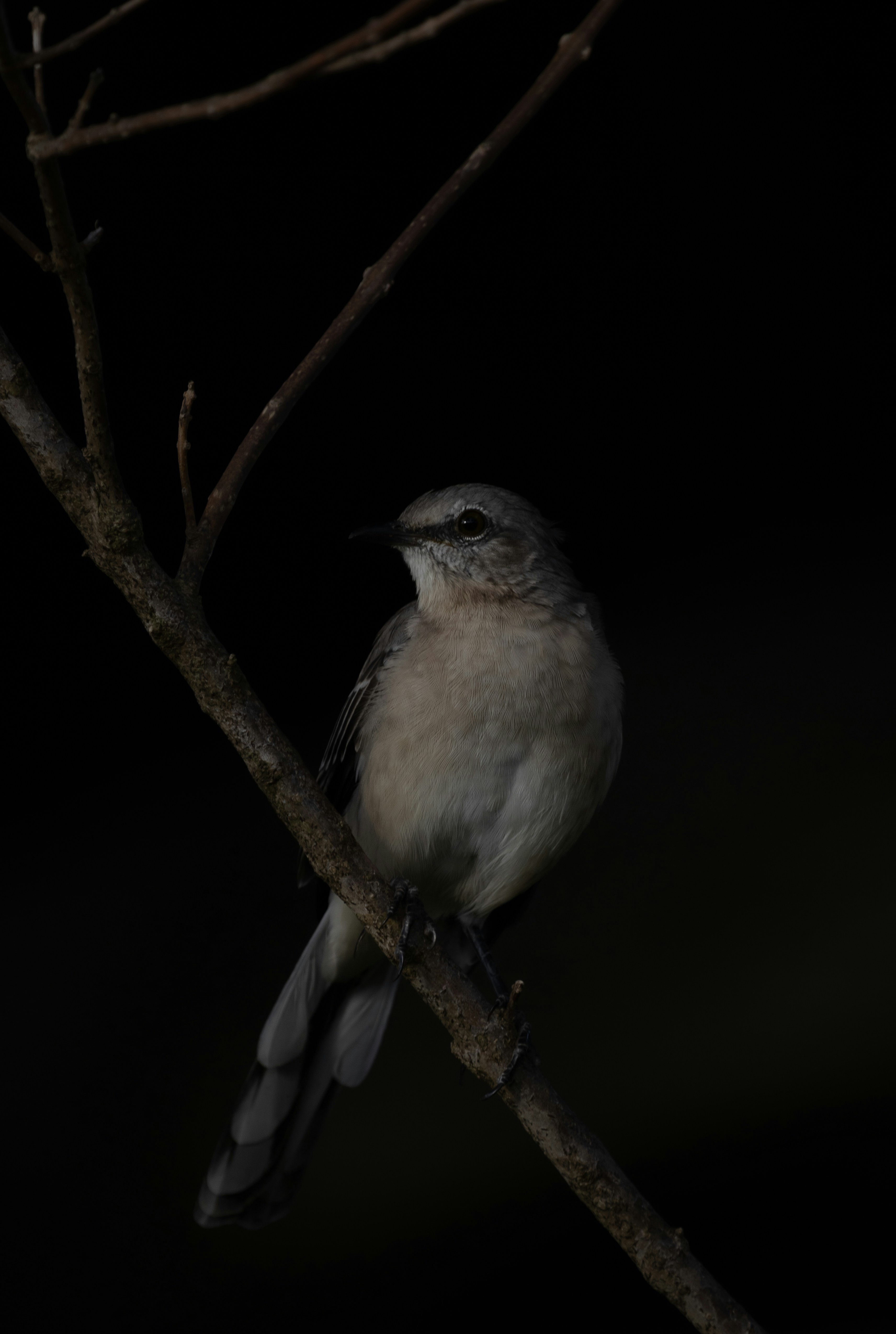 Midnight Perch: A Small Gray Bird in Shadowed Silence