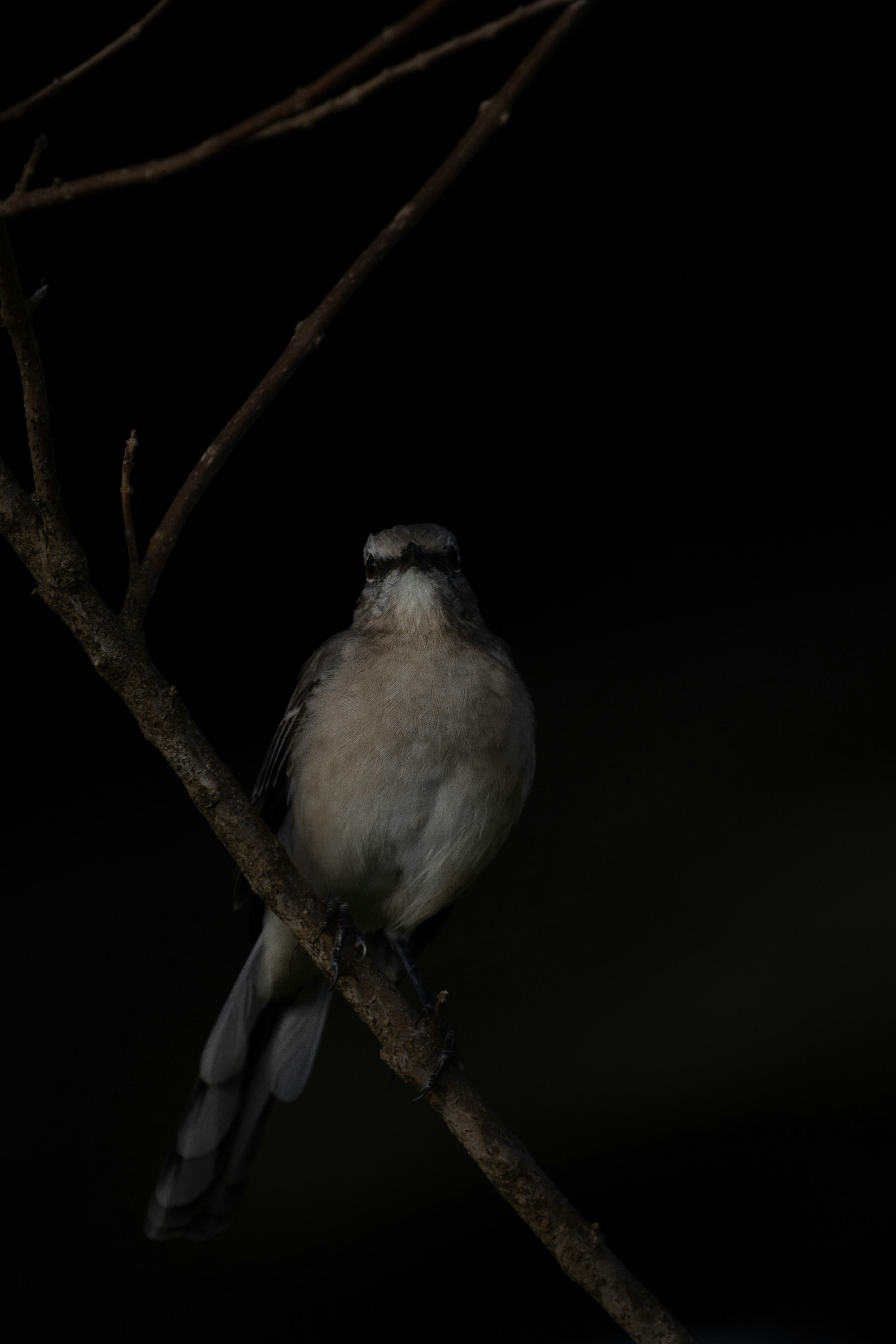 Moonlit Perch: A Small Sparrow Quietly Anchored on a Bare Branch in Nightfall
