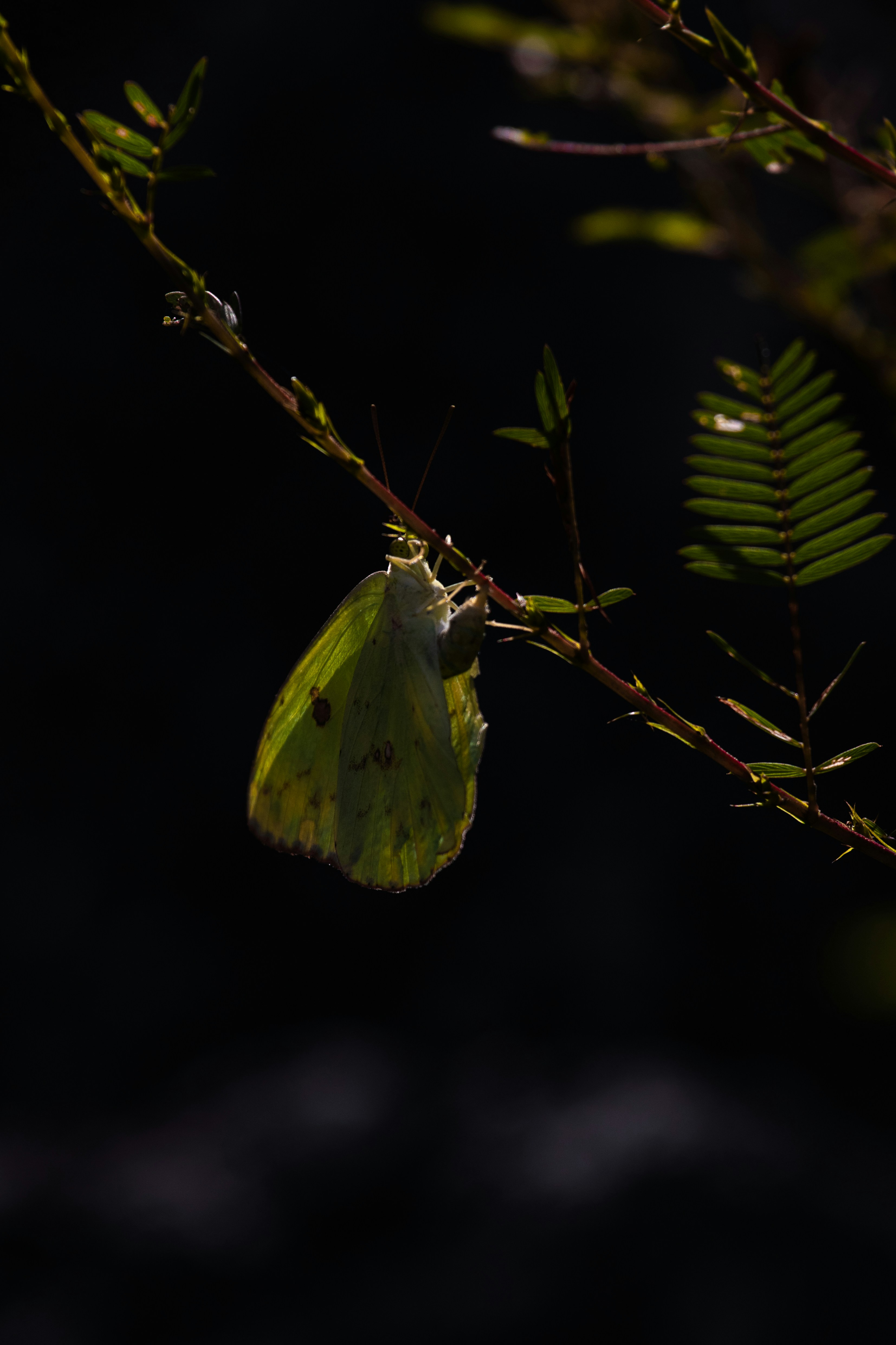 Emerald Butterfly at Dusk on a Thorny Twig