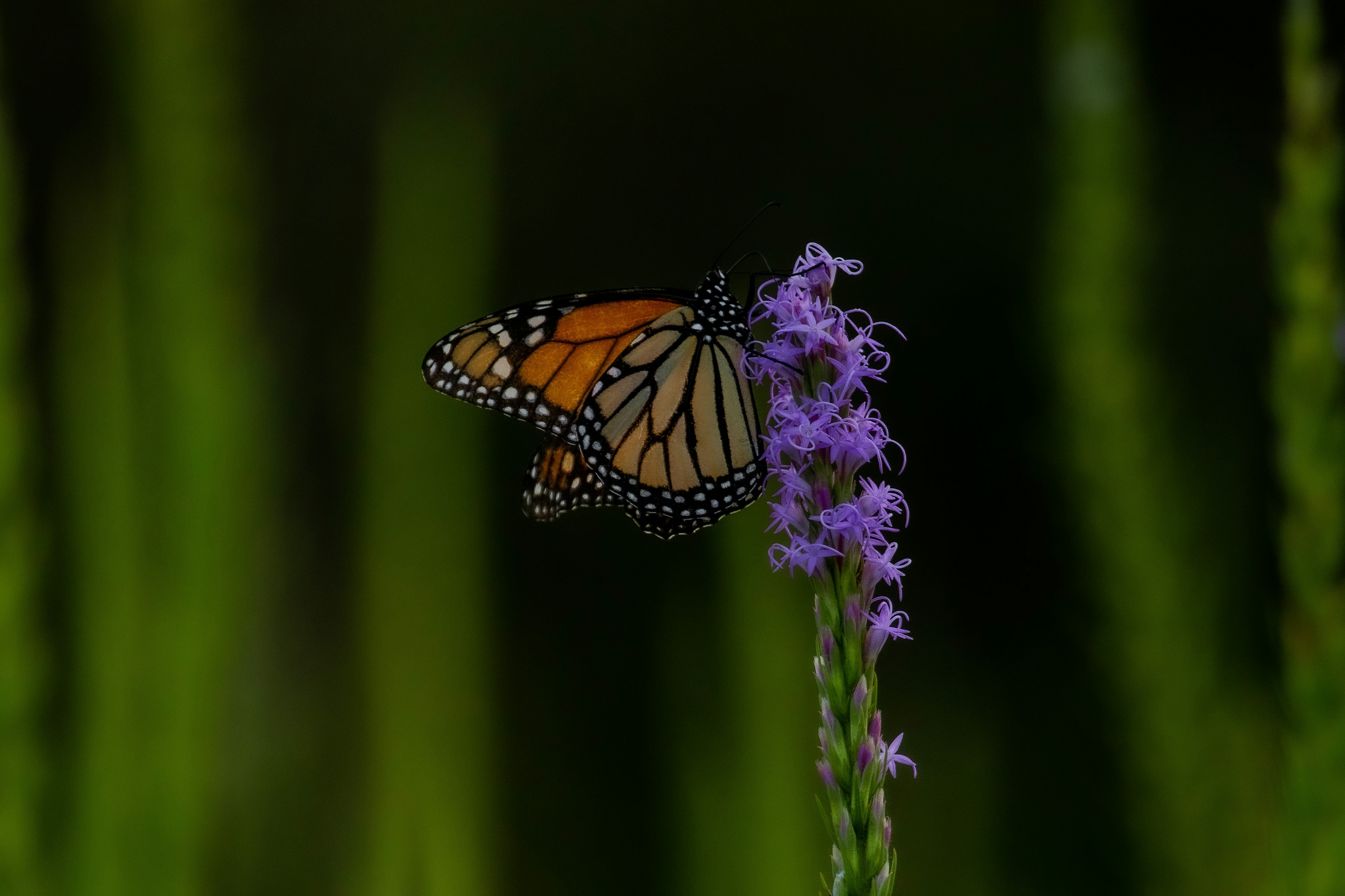 Monarch Perched on a Violet Spike