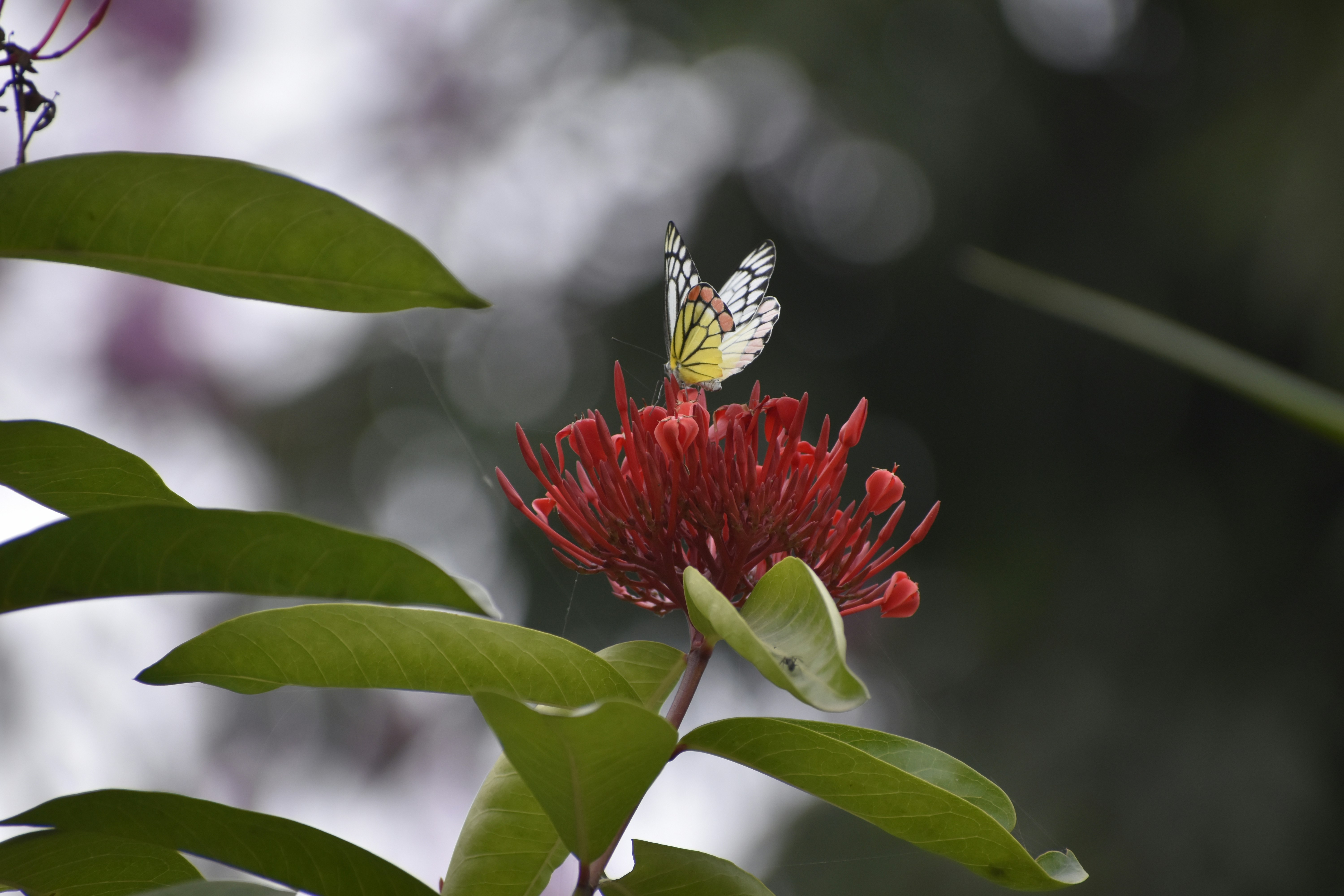 Crimson Pincushion and a Gentle Butterfly