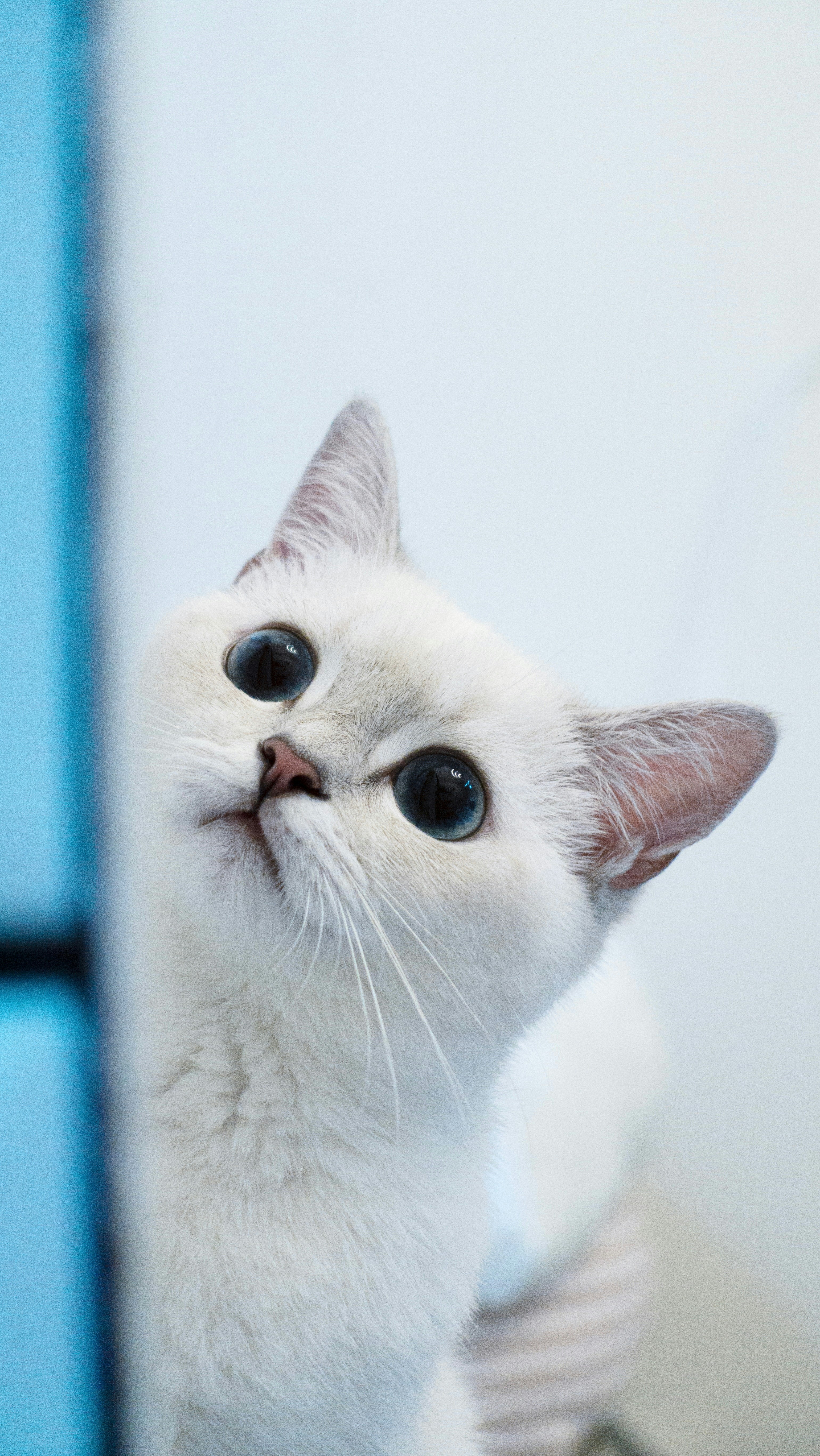 A white cat looking at itself in a mirror photo – Free Cat Image on ...