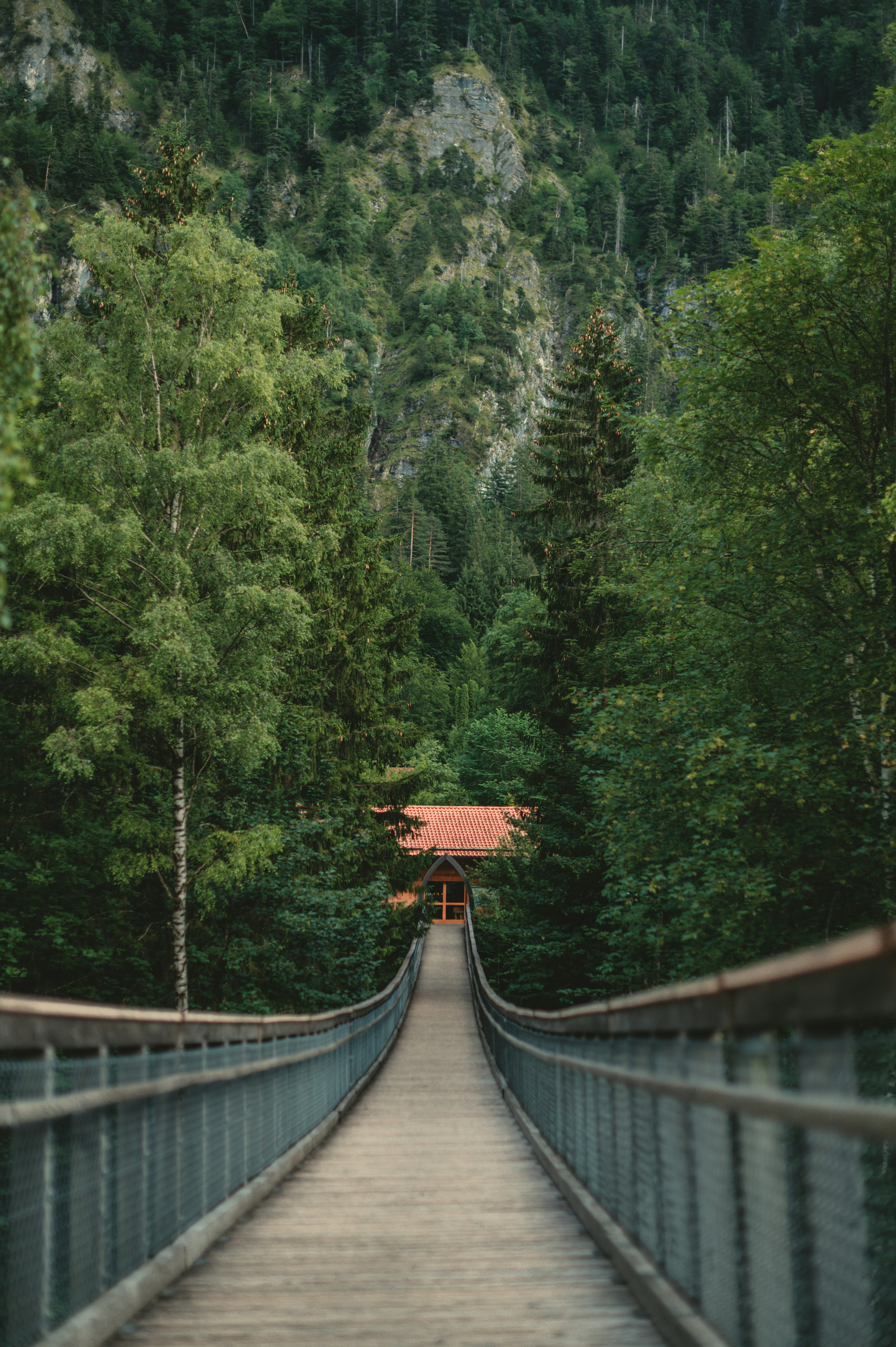 Pathway to Serenity: A Bridge Through Nature