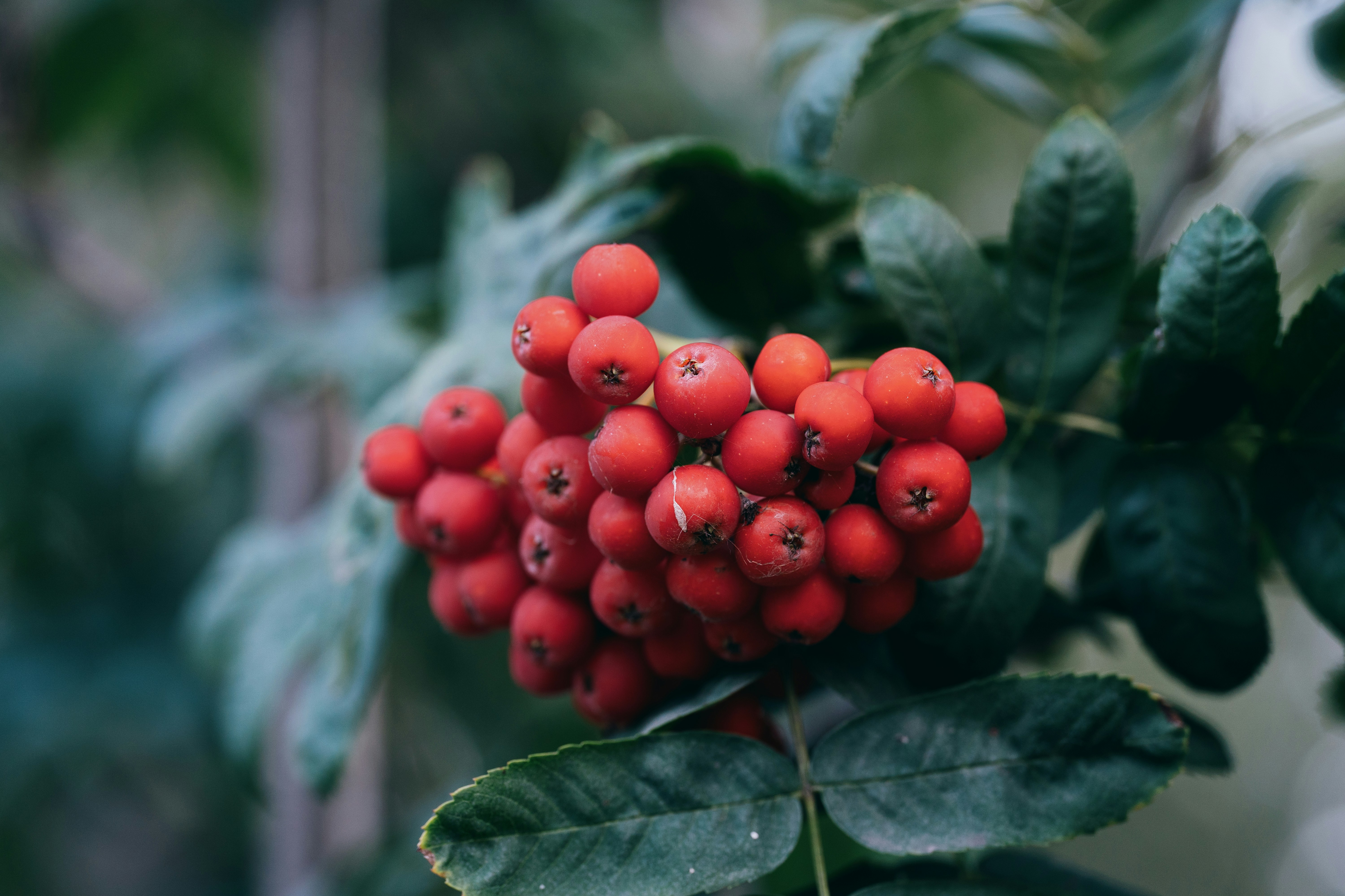 Crimson Berry Cluster in Velvet Focus Amid Green Foliage