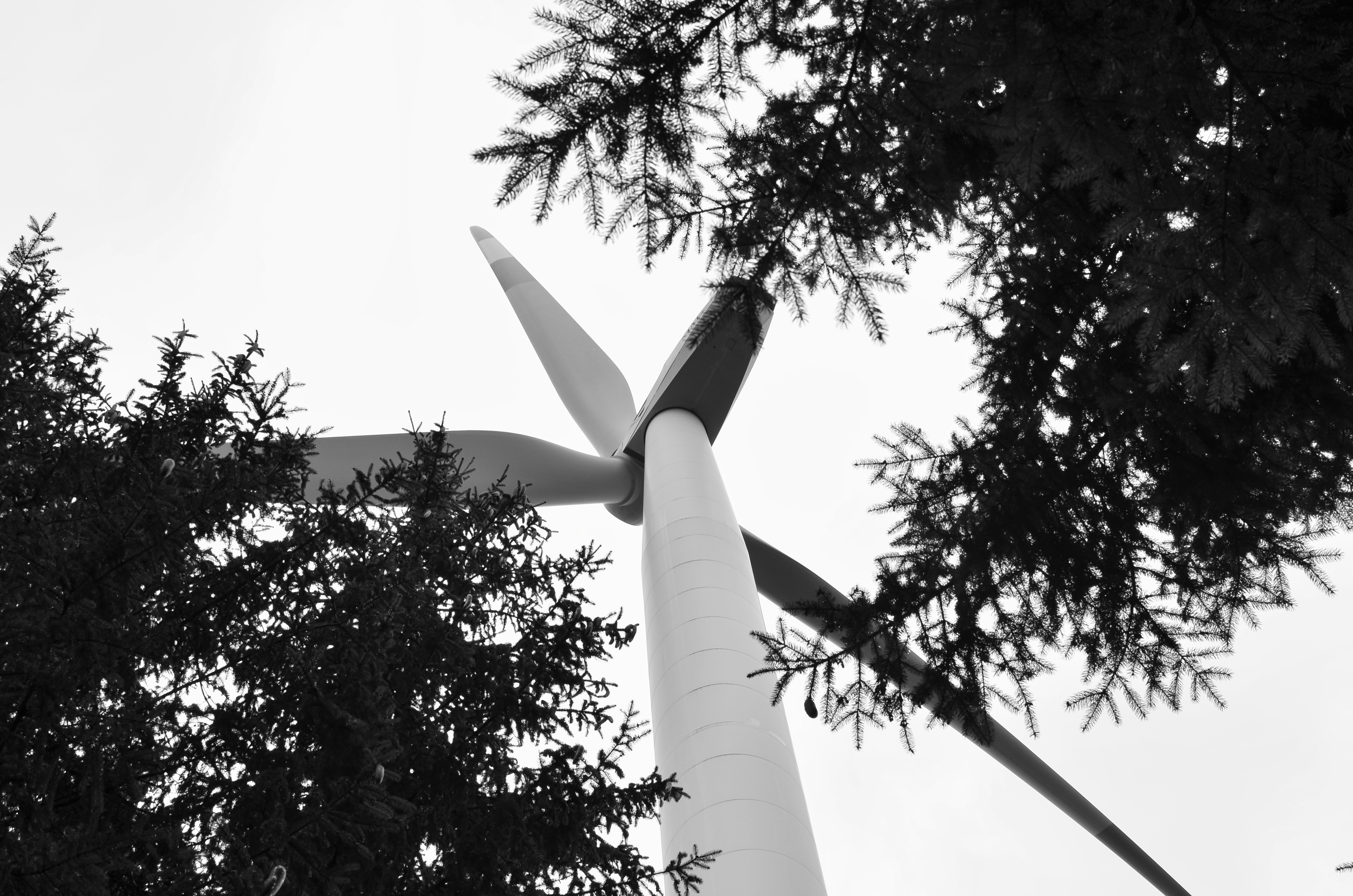 Edge-of-forest wind turbine: a low-angle monochrome portrait