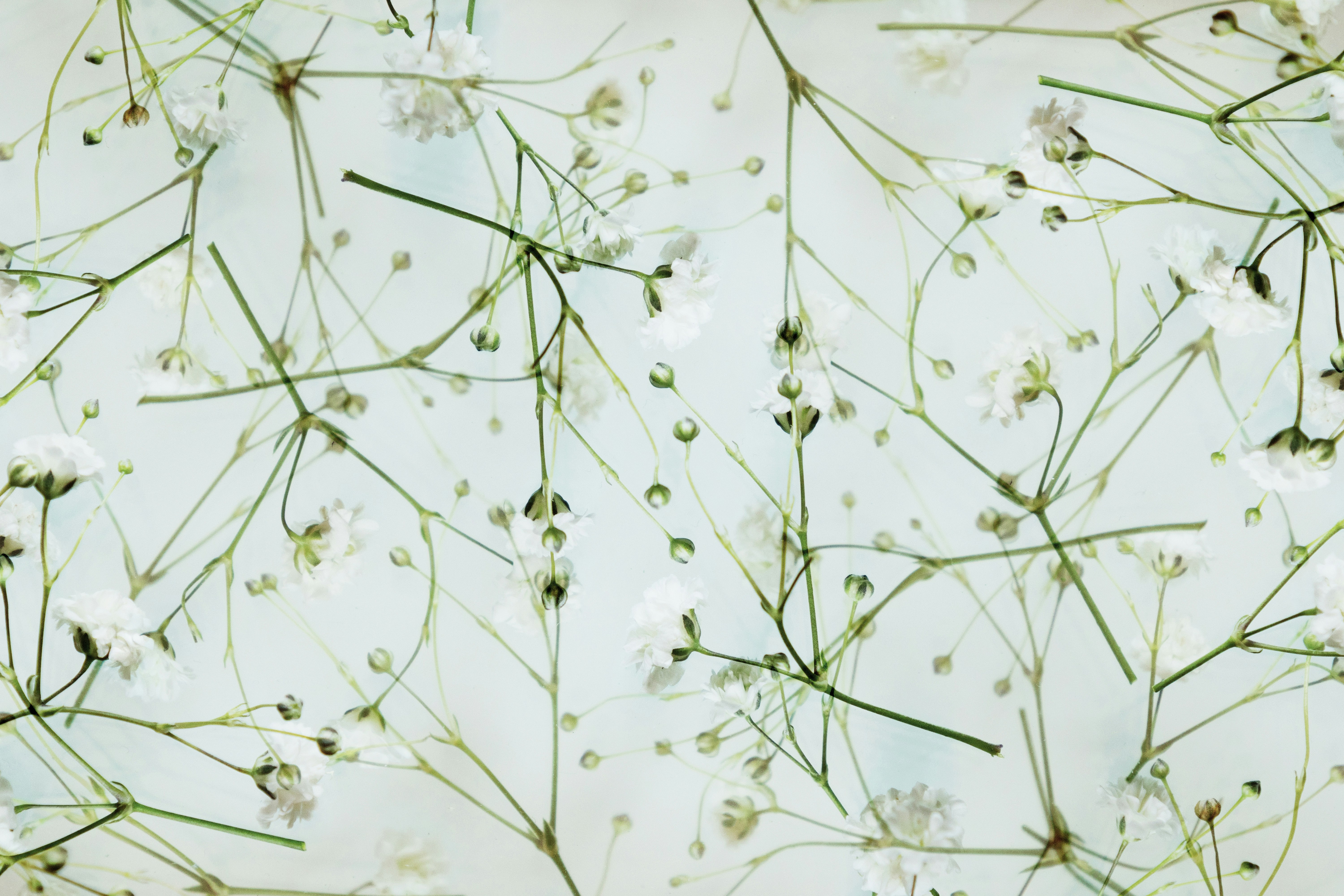Un ramo de flores blancas sobre un fondo blanco foto – Imagen de Flor ...