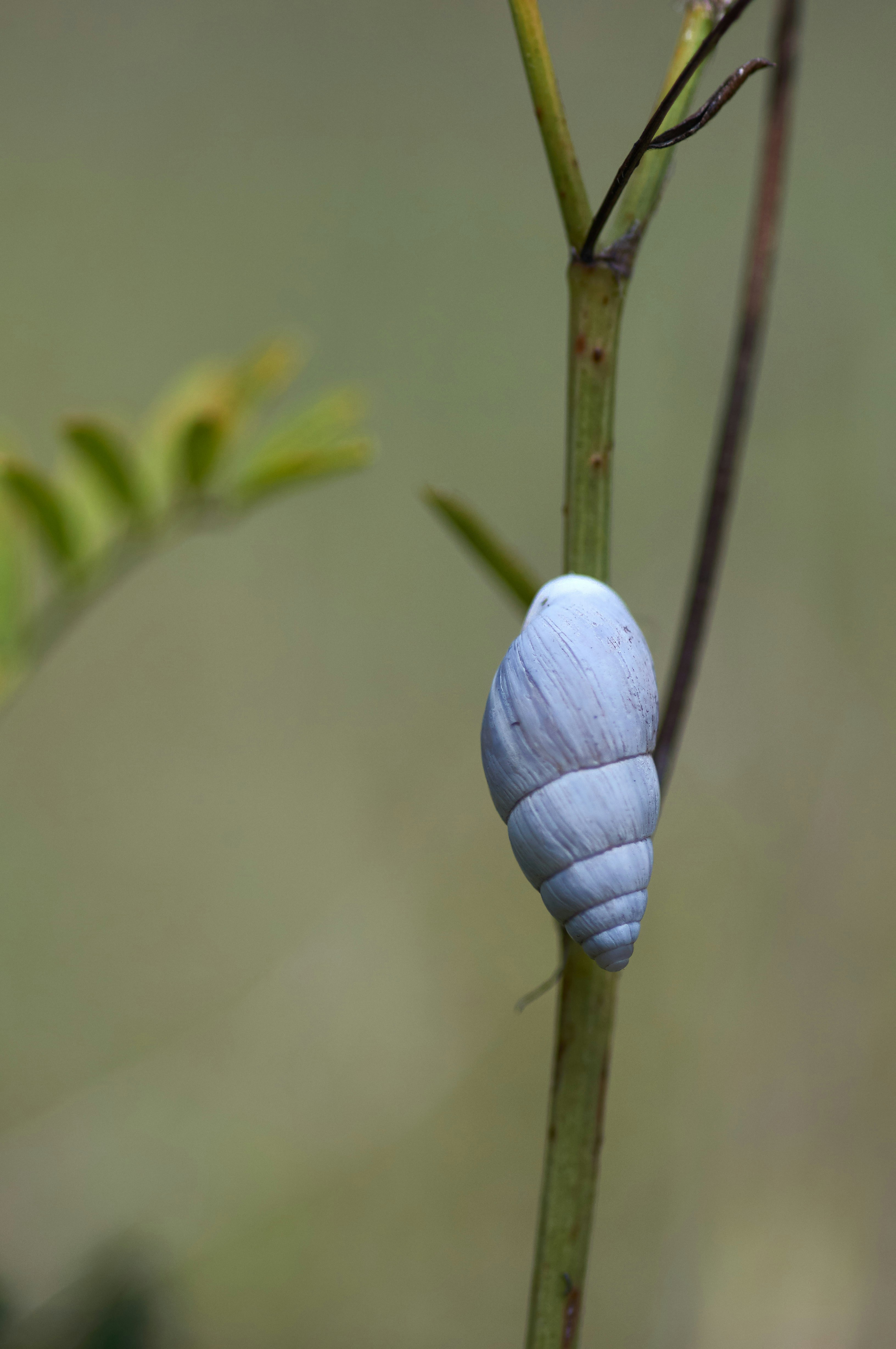 Cobalt Spiral on a Slim Stem in Gentle Macro Light