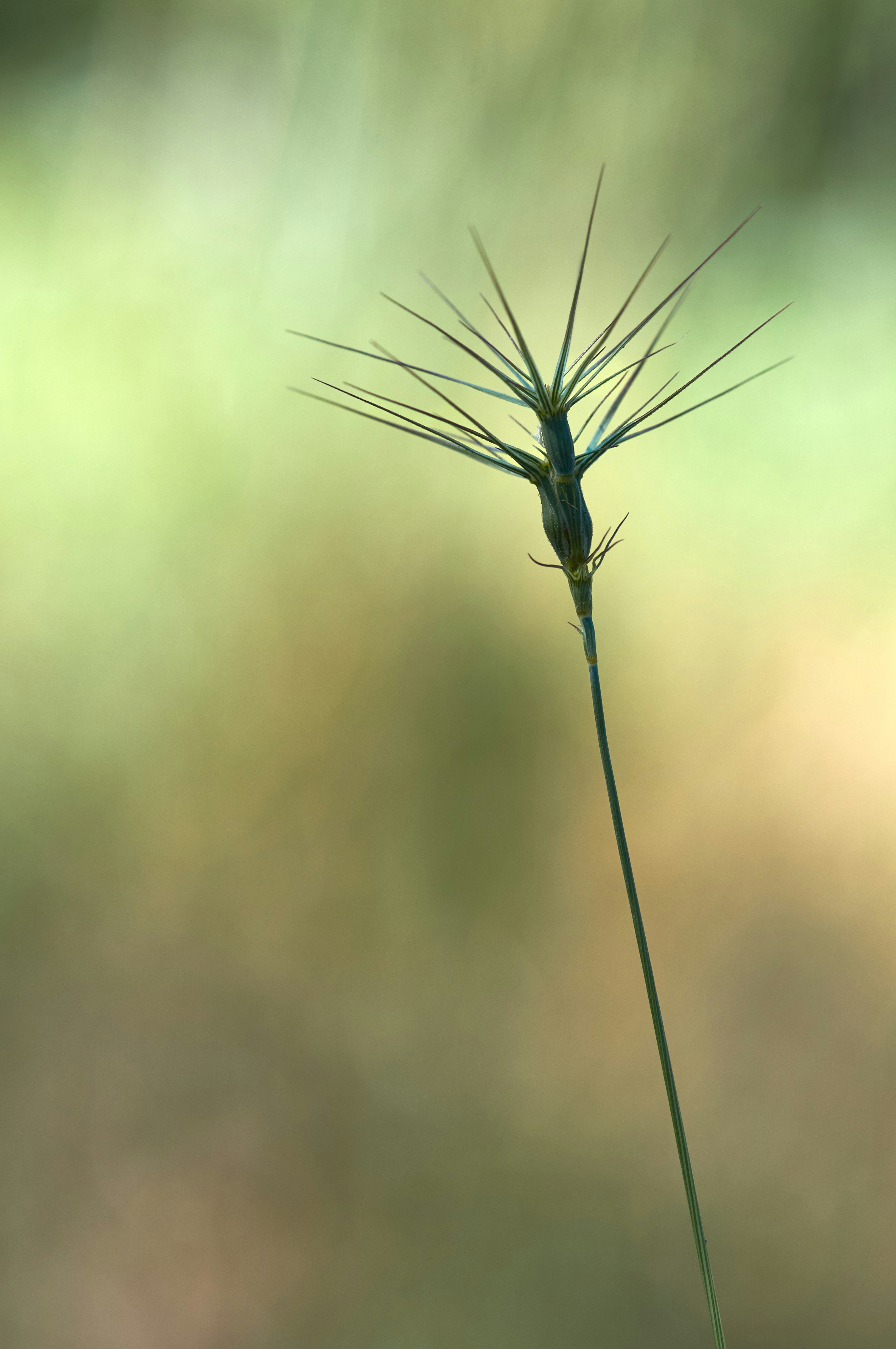 A Lone Seed Head Reaches for Soft Light