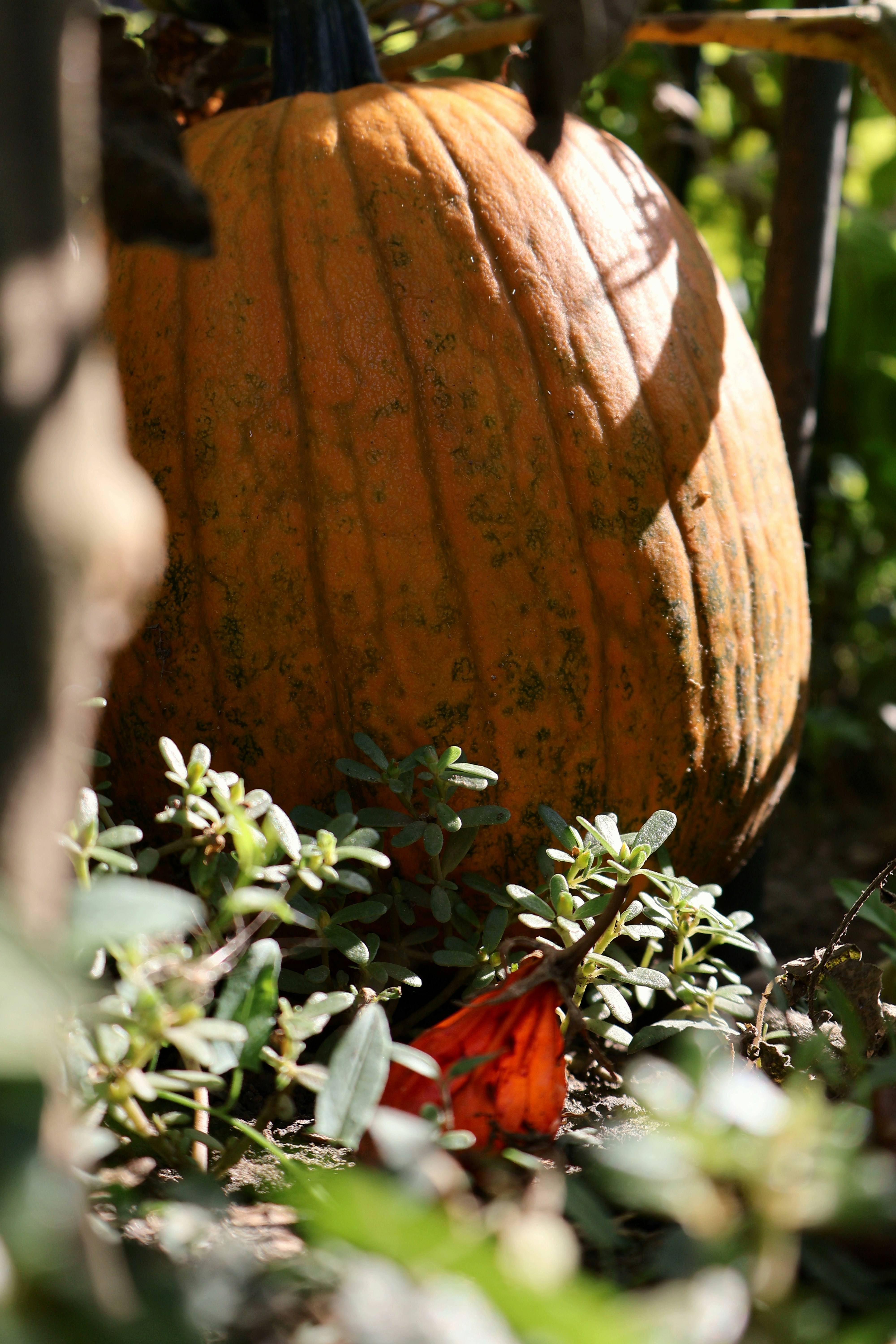 Amber Pumpkin in a Quiet Patch of Green Under Dappled Sun
