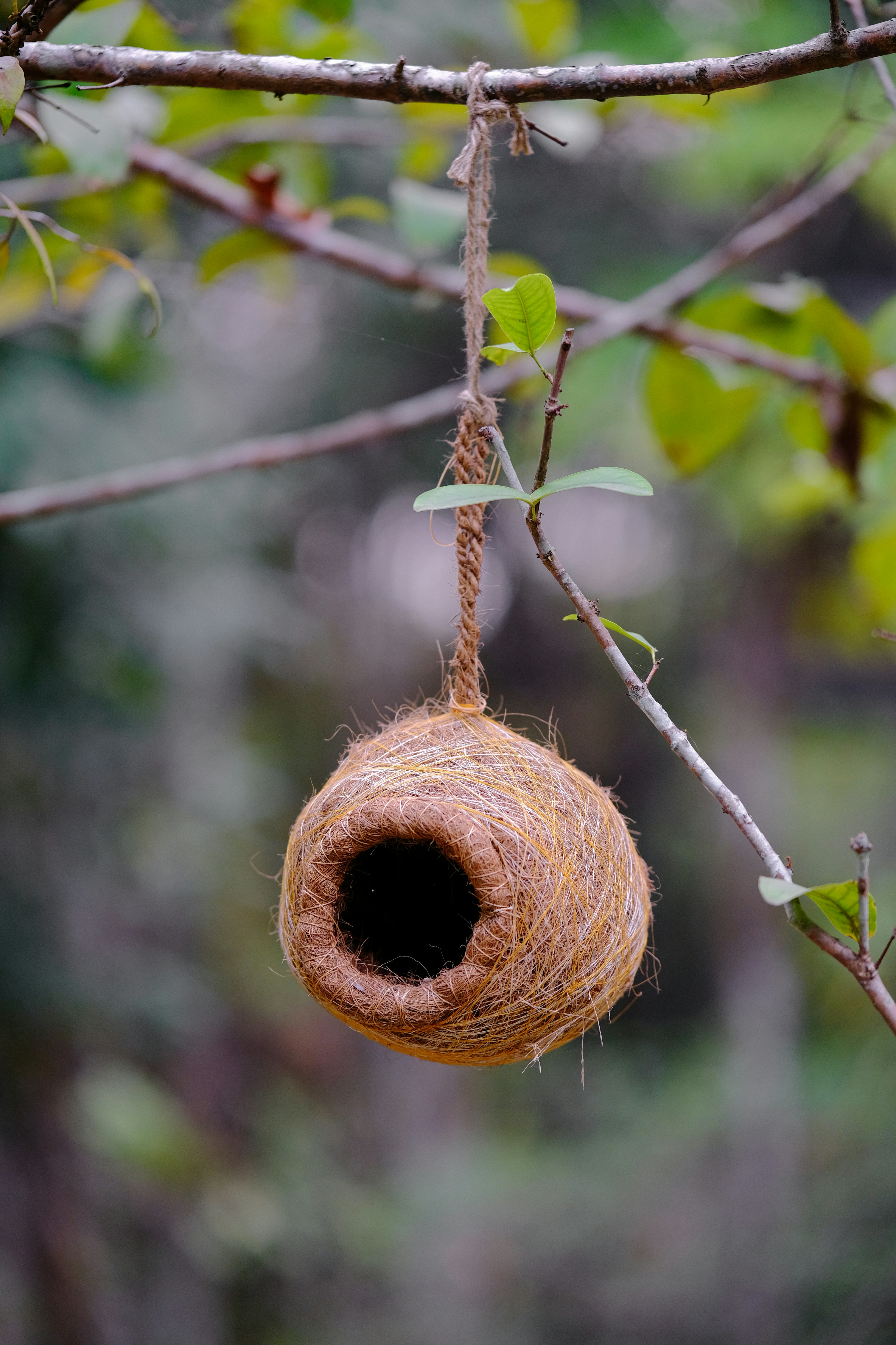 Hanging Orb: A Tiny Nest Framed by Tender Green