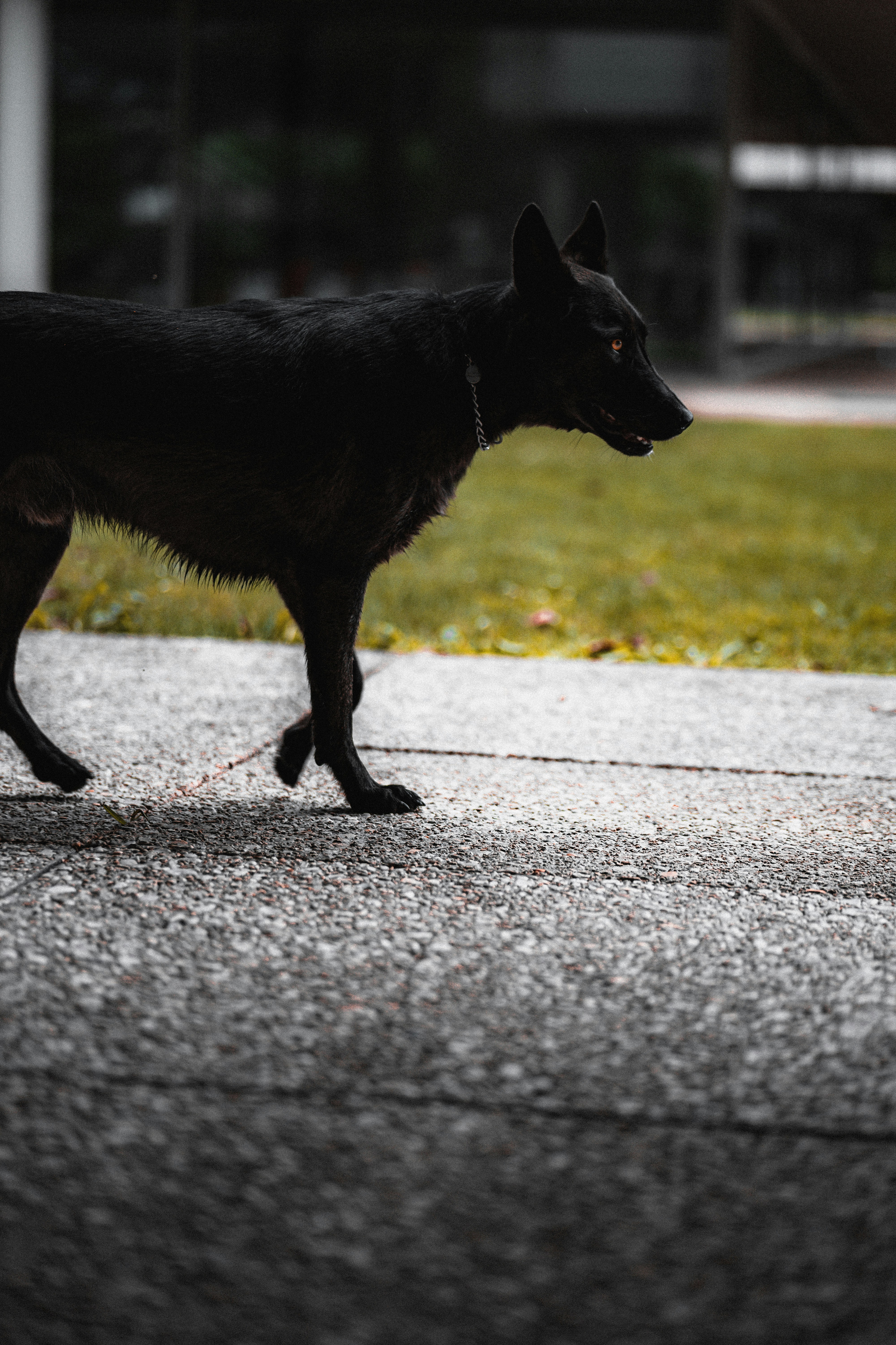 Noir in Motion: A Black Shepherd Traverses a Quiet Campus Path