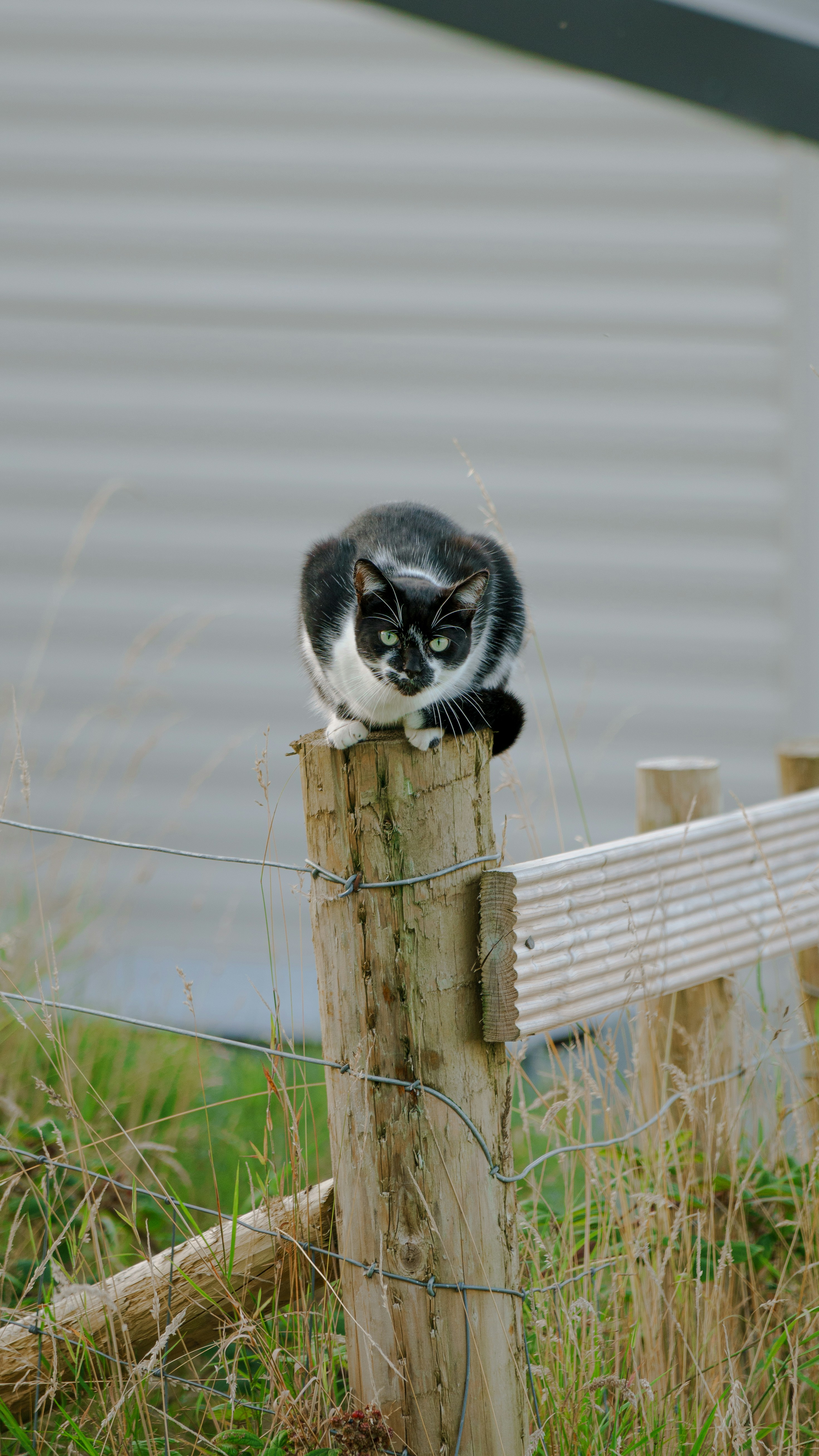 Perched Pause: A Black-and-White Cat on a Weathered Fence Post