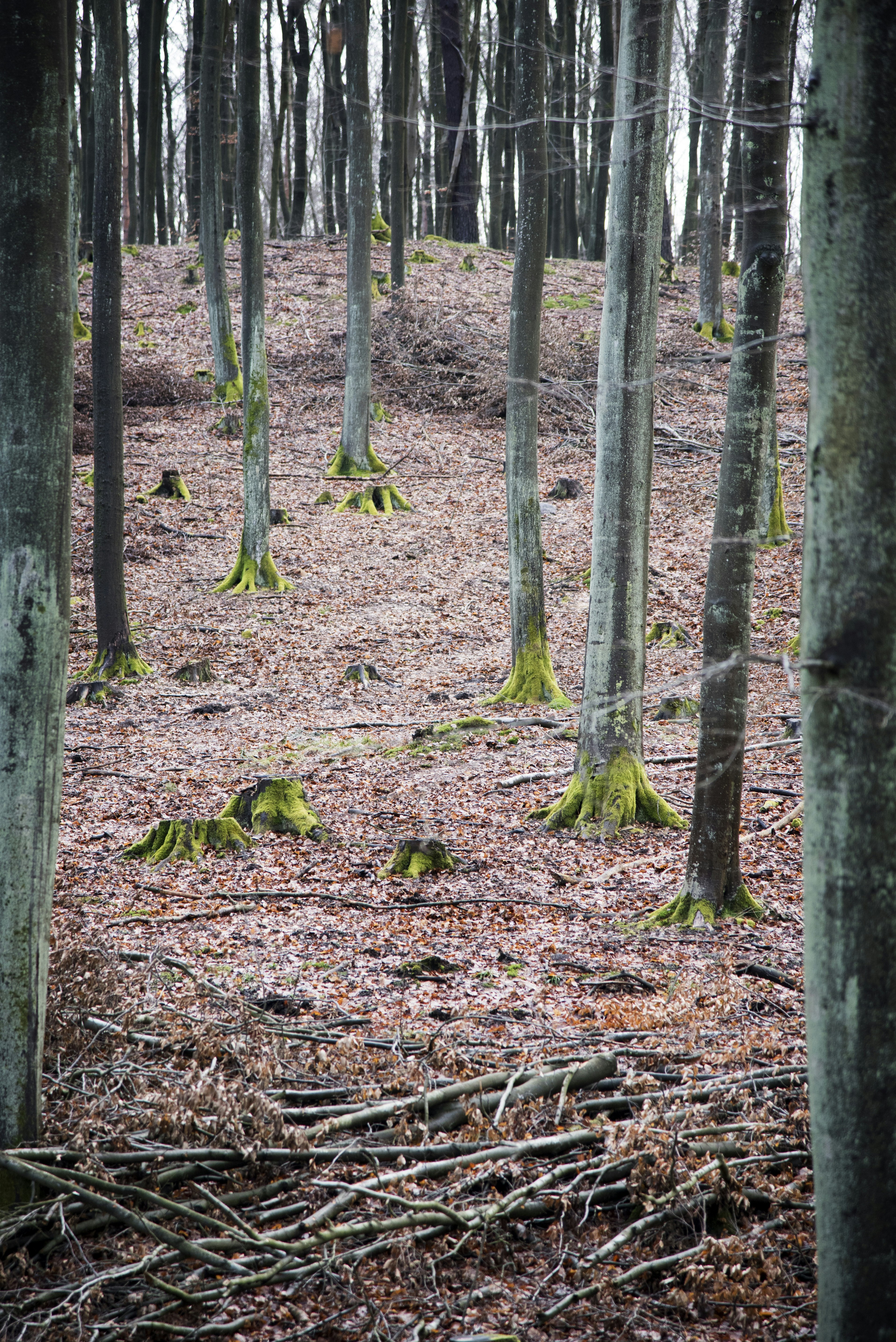 Moss-Wreathed Trunks and Leaf-Litter Rhythm