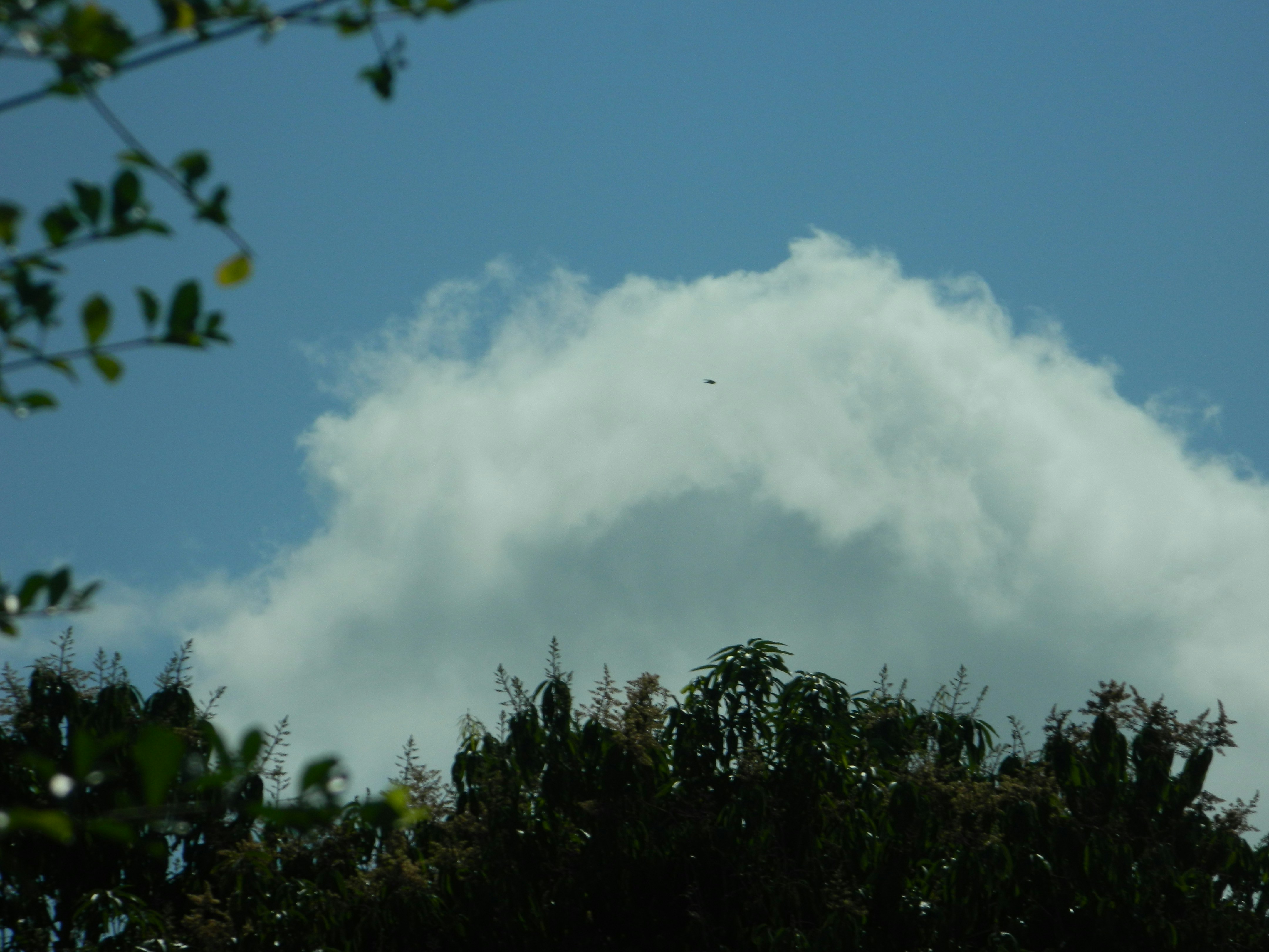 Clear blue sky with a large white cumulus cloud above a dark, leafy treeline in a photograph.