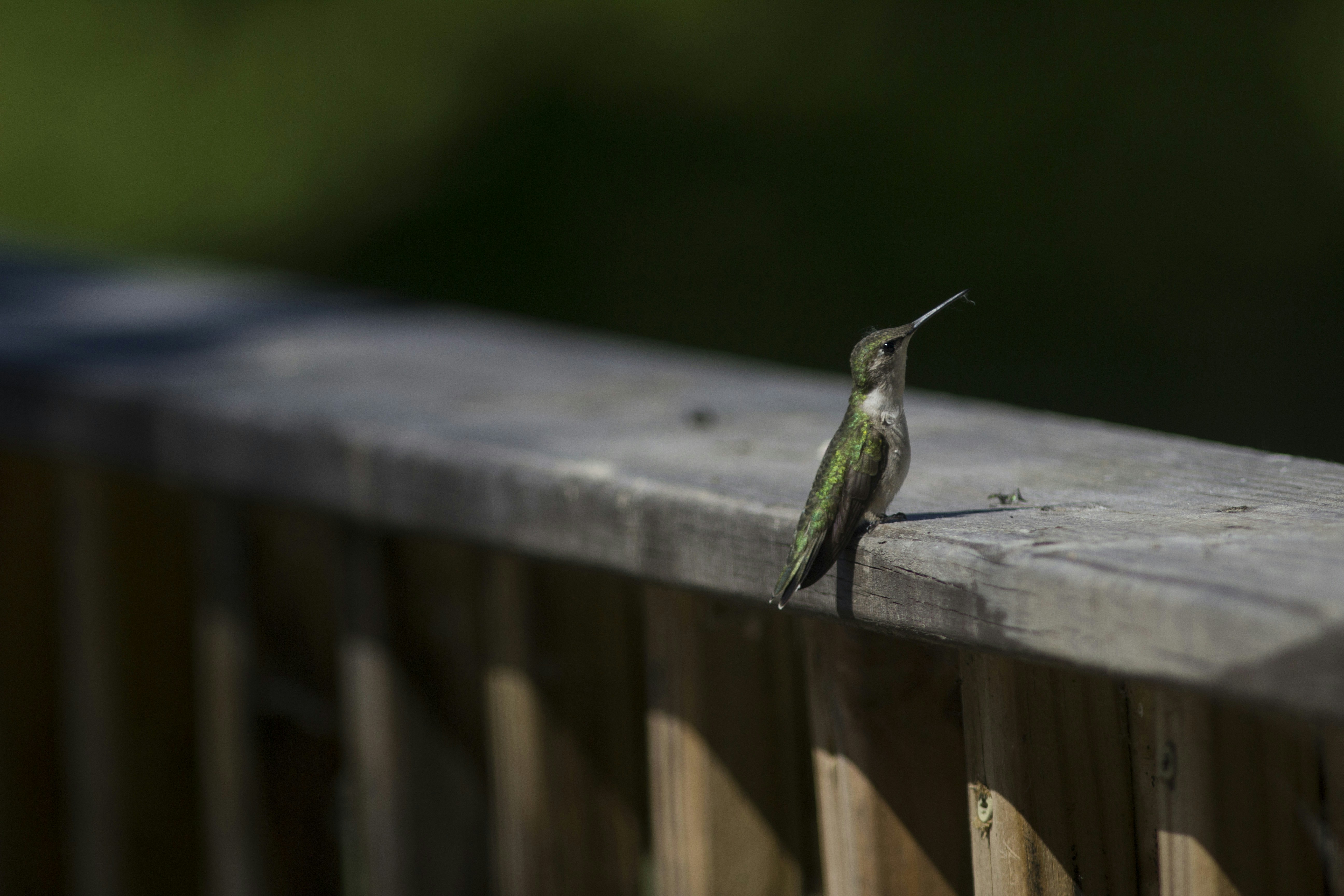 A ruby throated hummingbird rests on decks rail to eat a tiny insect