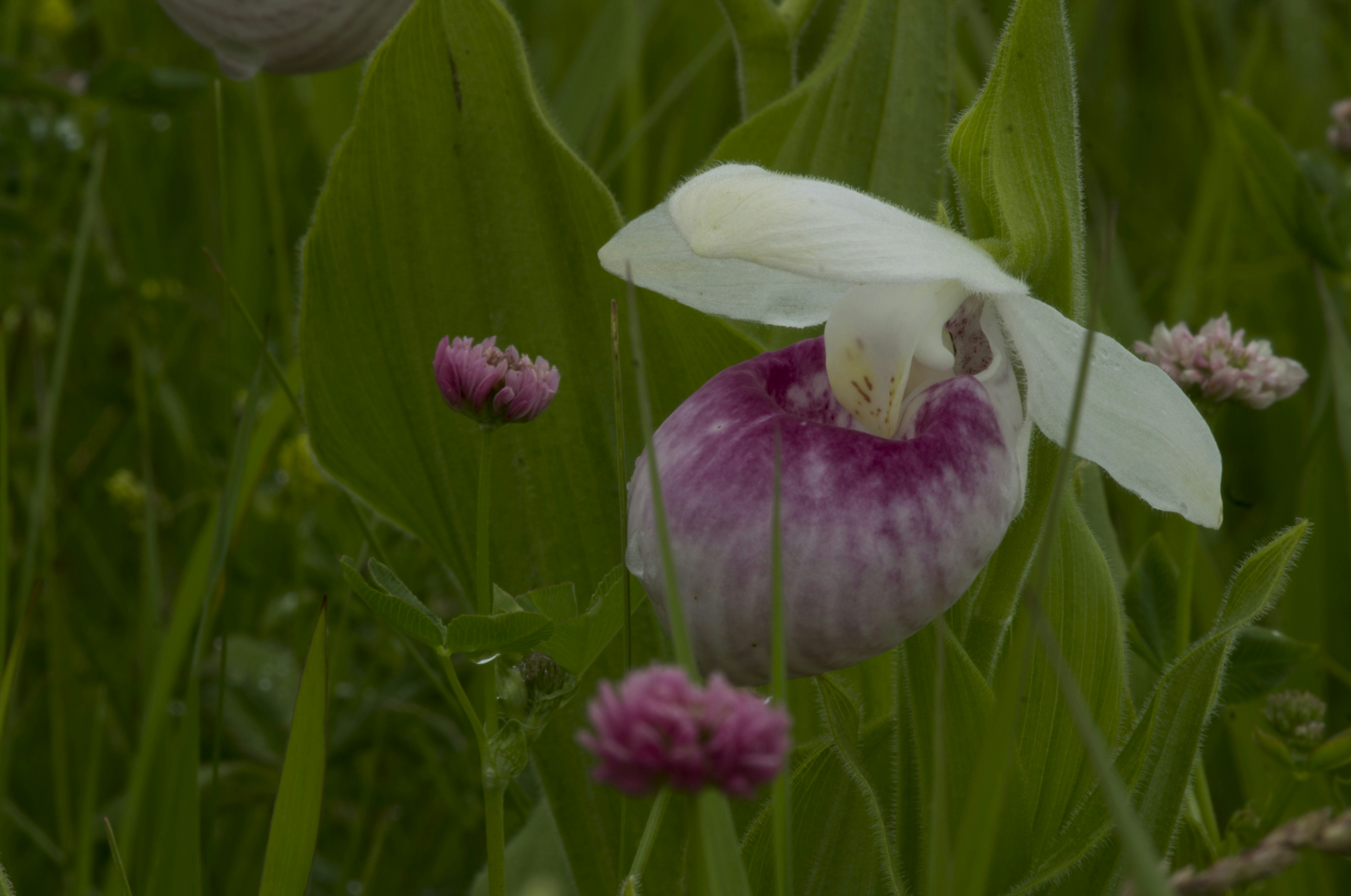 Delicate Orchid Amid Green Whispers